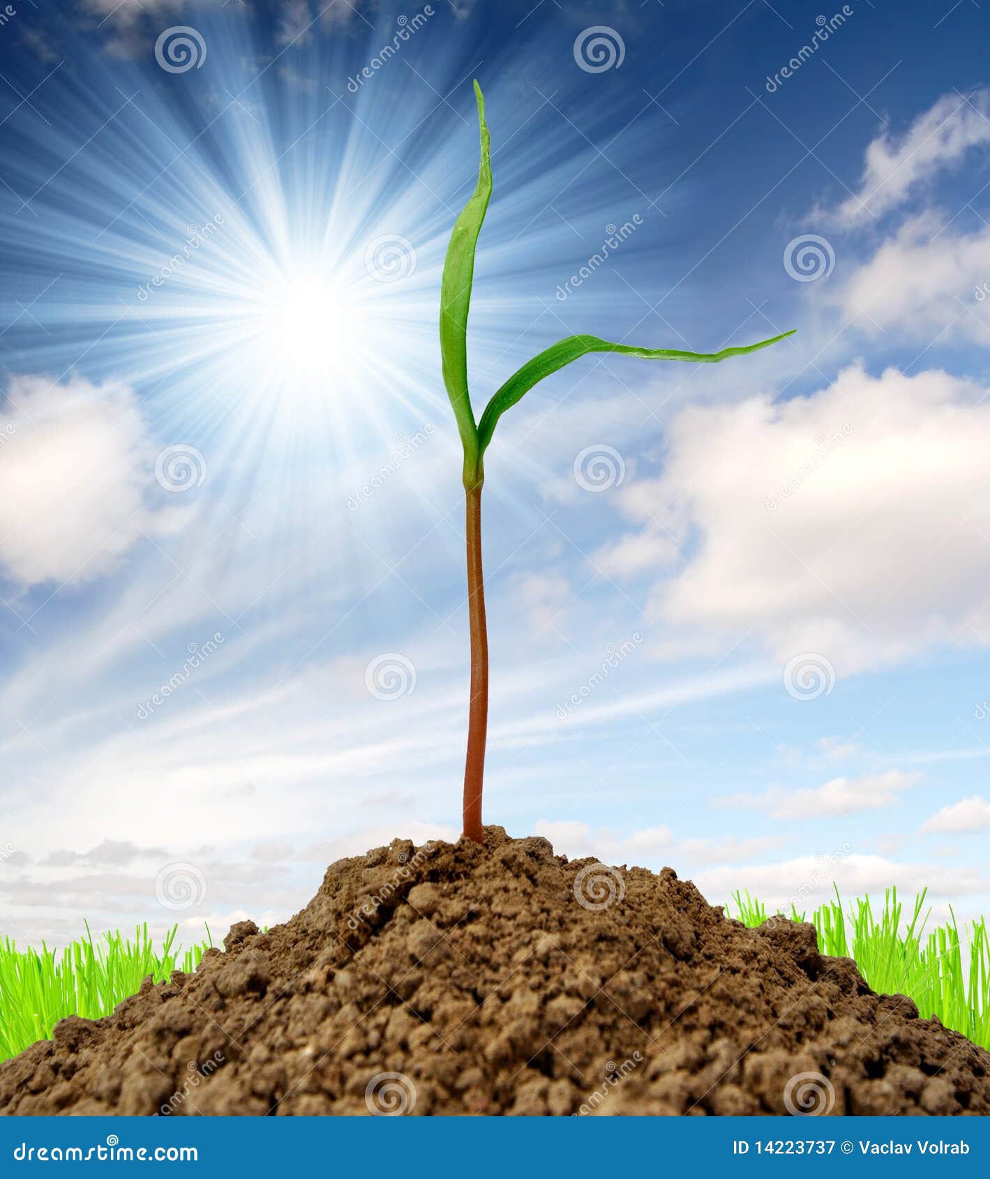 Growing green plant stock image. Image of agriculture - 14223737