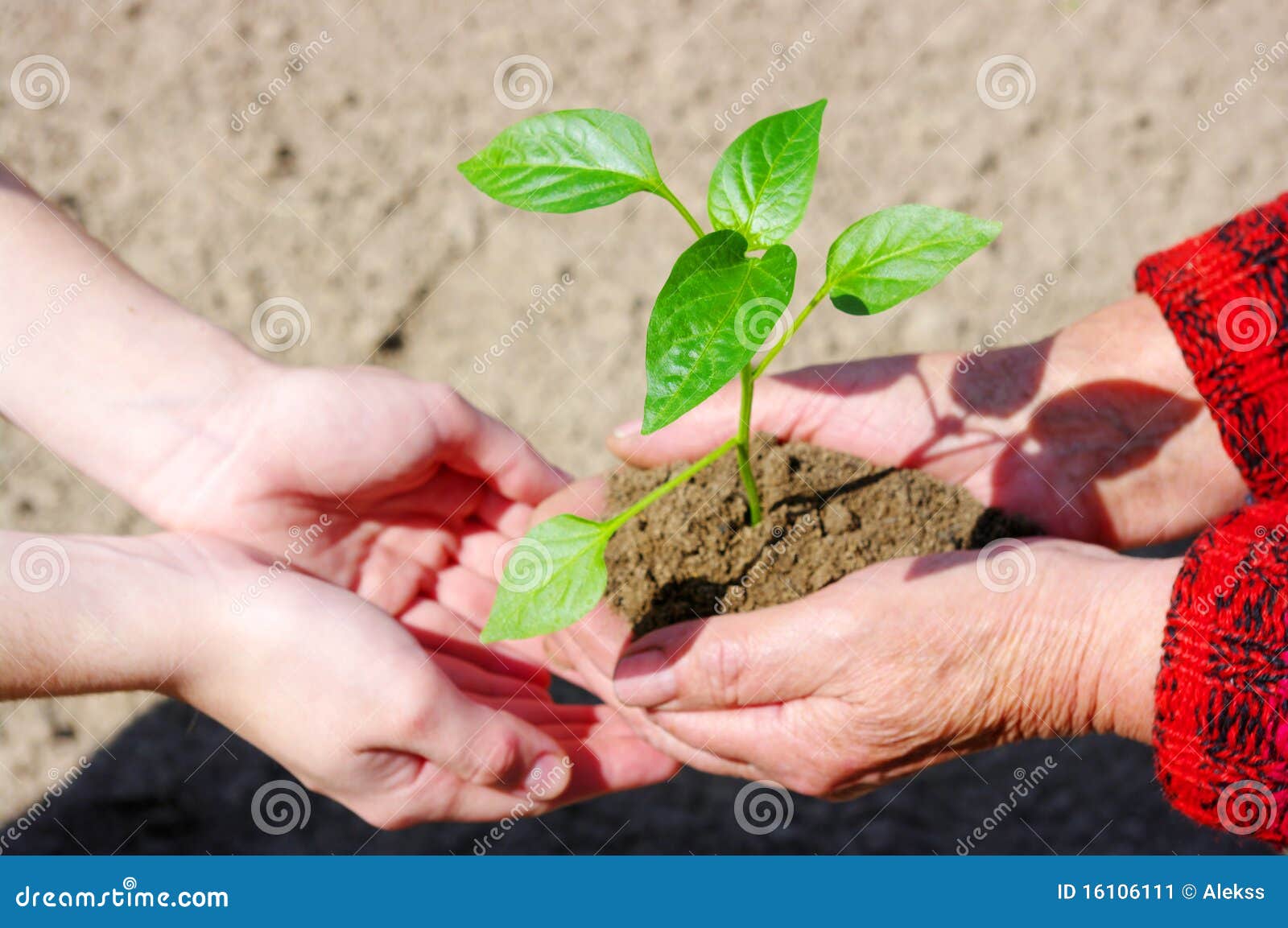 Growing green plant stock image. Image of plant, nature - 16106111