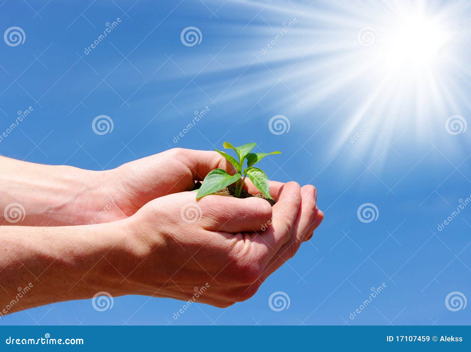 Growing green plant stock image. Image of fresh, grass - 17107459