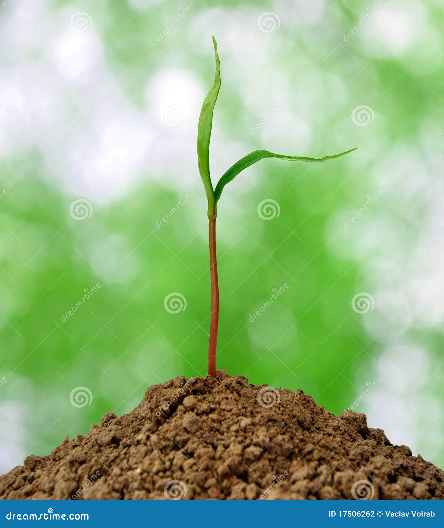 Growing green plant stock photo. Image of tree, environmental - 17506262