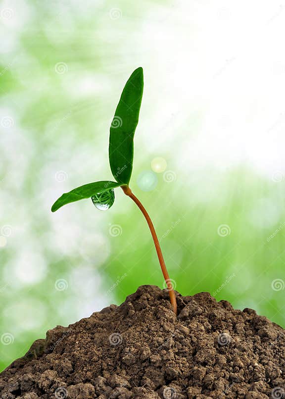 Growing green plant stock photo. Image of environment - 19118084