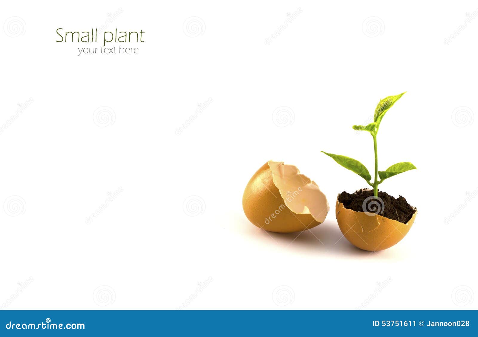 Growing Green Plant in Egg Shell Isolated Stock Image - Image of ...