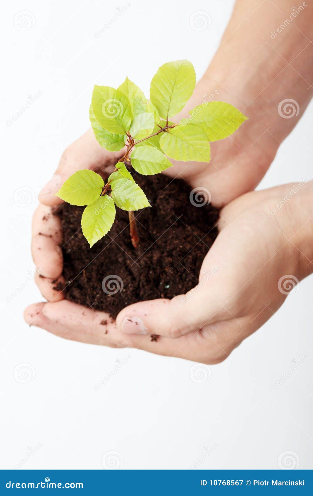 Growing Green Plant in a Hand Stock Image - Image of hands, isolated ...