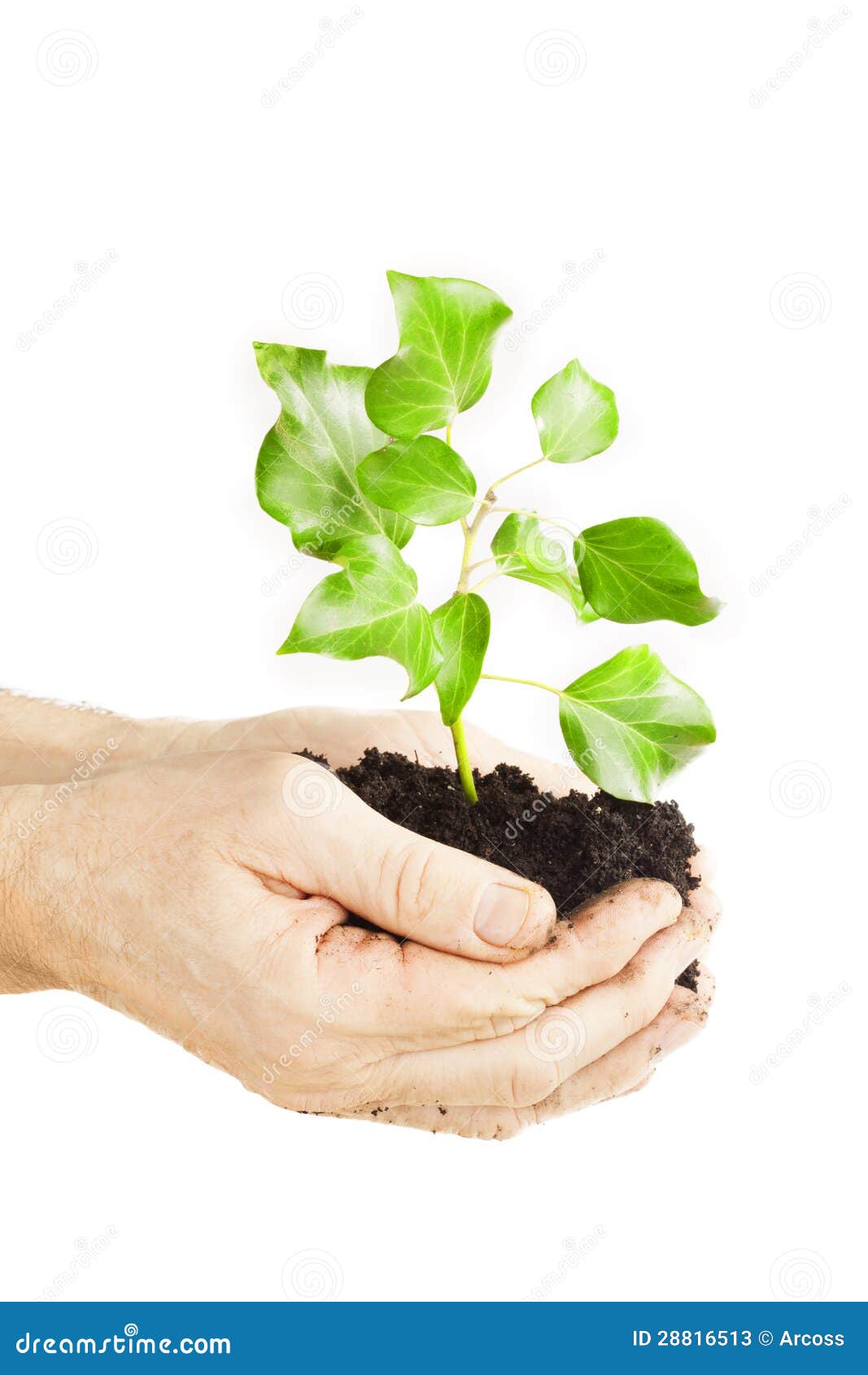 Growing Green Plant in a Hand Stock Image - Image of garden, gardening ...