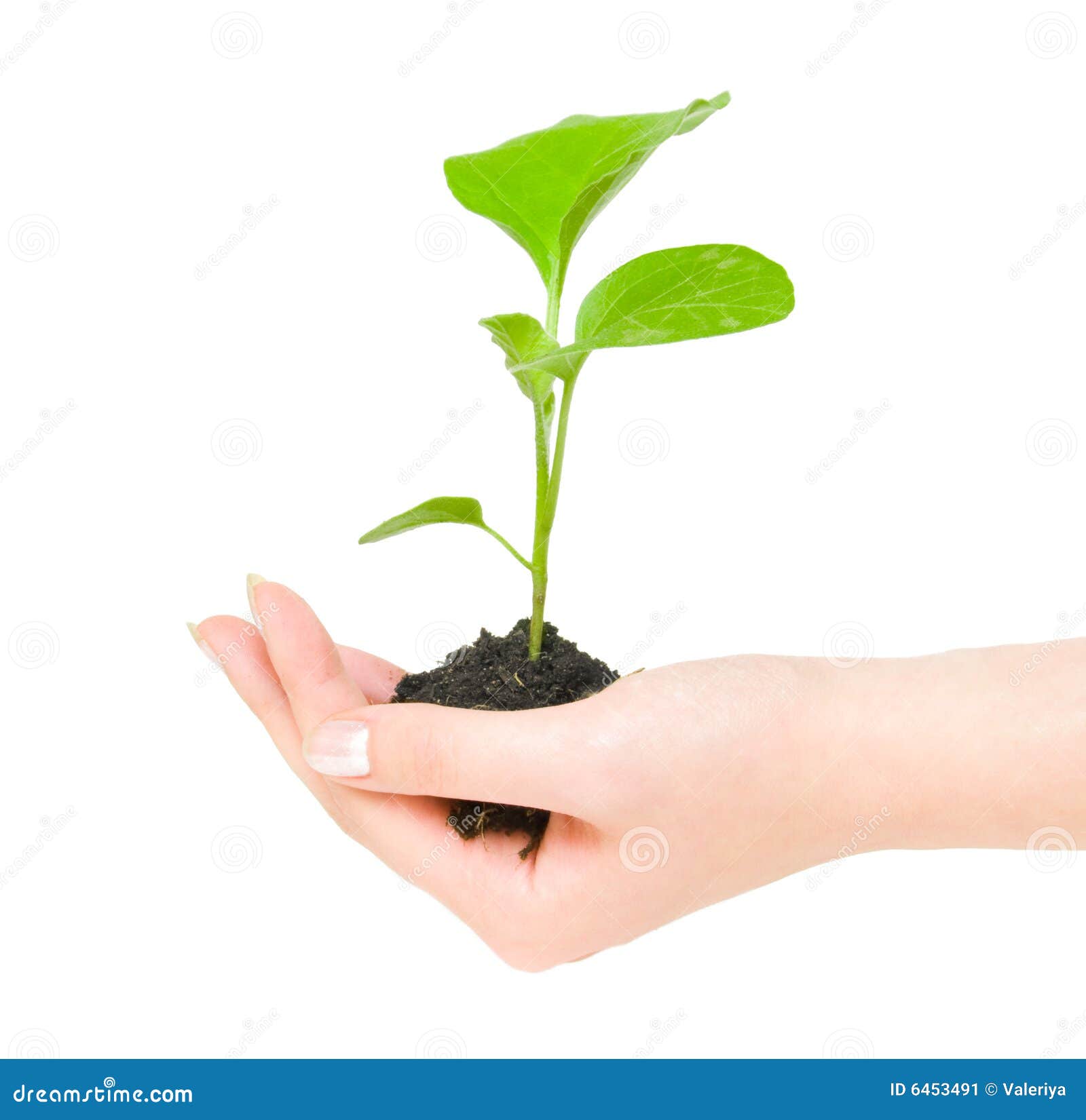 Growing Green Plant In A Hand Stock Image - Image of cups, isolated ...