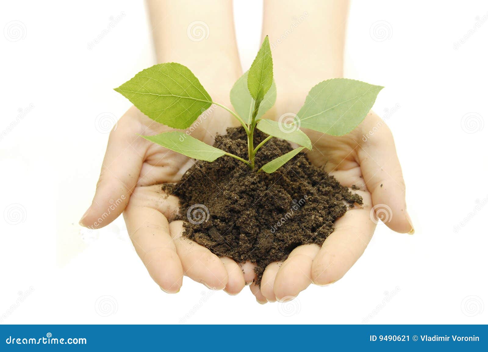 Growing Green Plant in a Hand Stock Image - Image of background ...