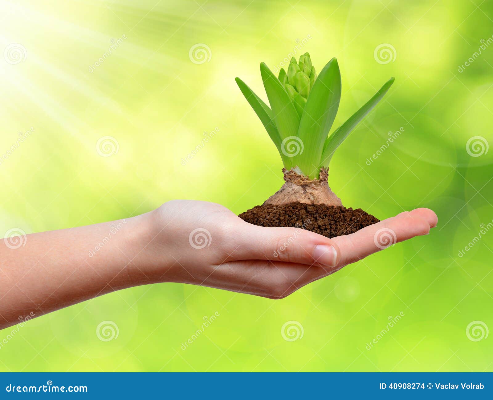 Growing Green Plant In Hand Stock Photo - Image: 40908274