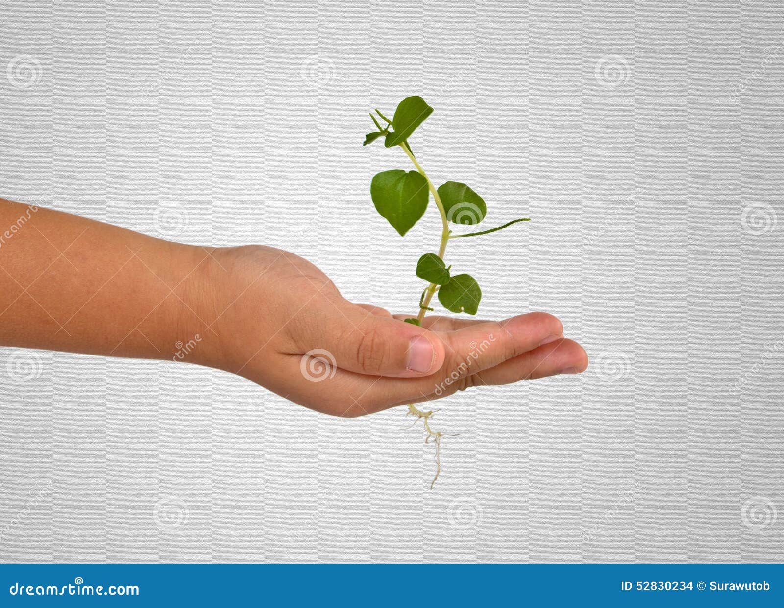 Growing Green Plant in a Hand Stock Photo - Image of healthy, hand ...