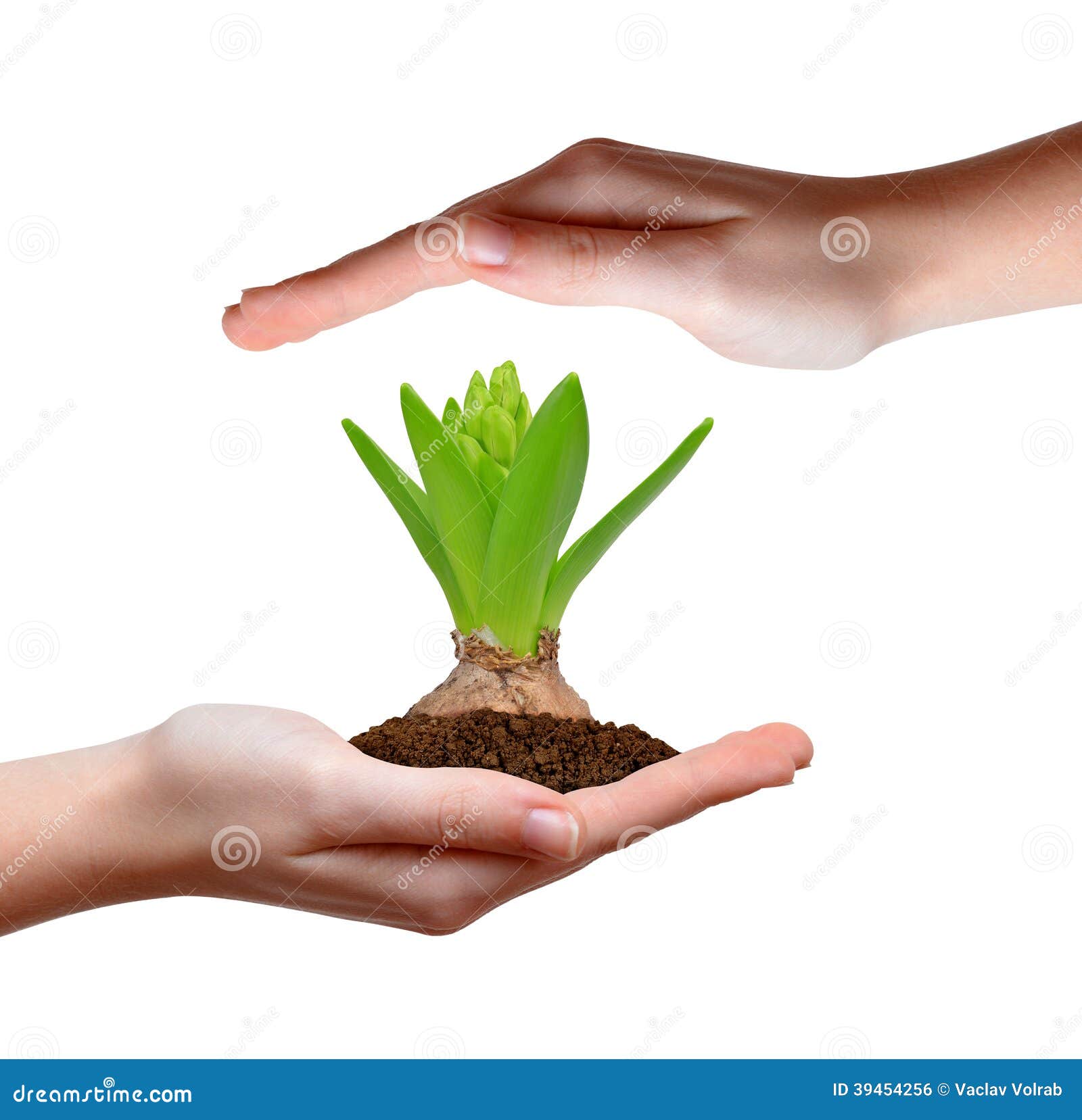 Growing Green Plant in Hand Stock Photo - Image of plant, green: 39454256