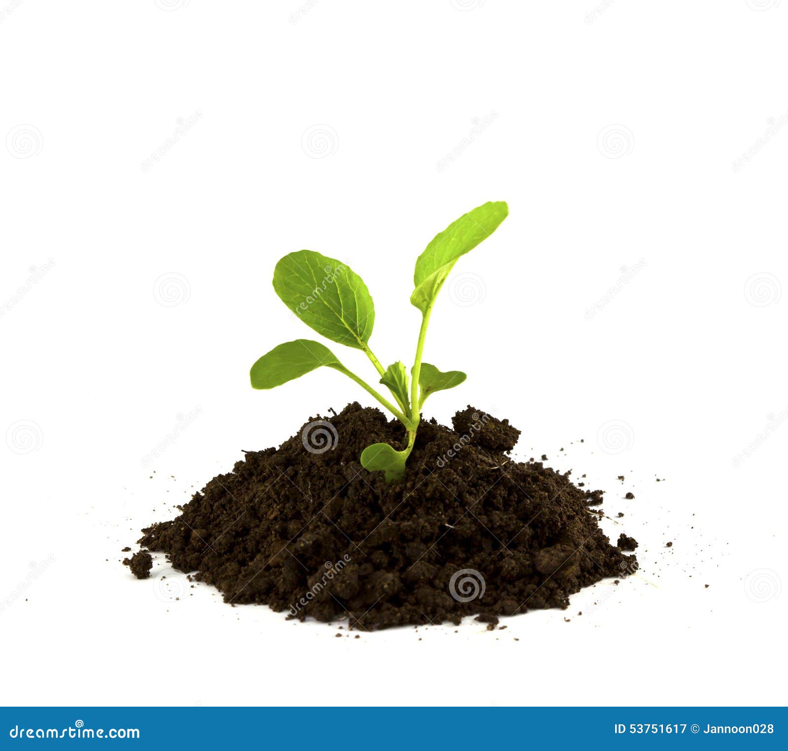 Growing Green Plant Isolated Stock Image - Image of hand, beginnings ...
