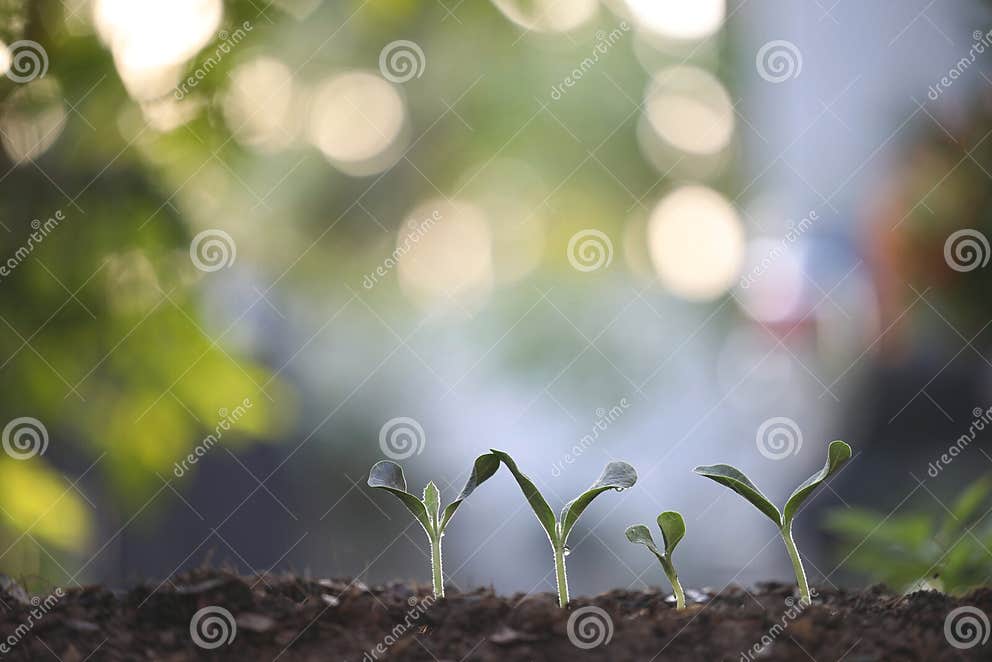 Growing Green Plants Lining Horizontally Stock Photo - Image of grow ...
