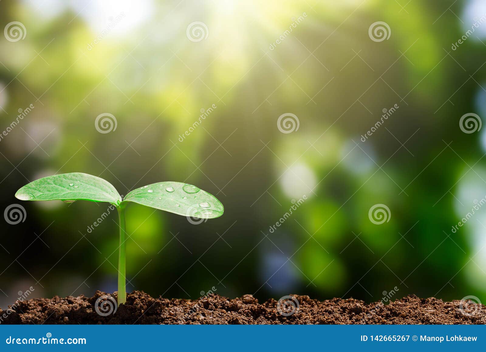 Growing Green Sprout with Water Drop on Blurred Green Bokeh Background ...
