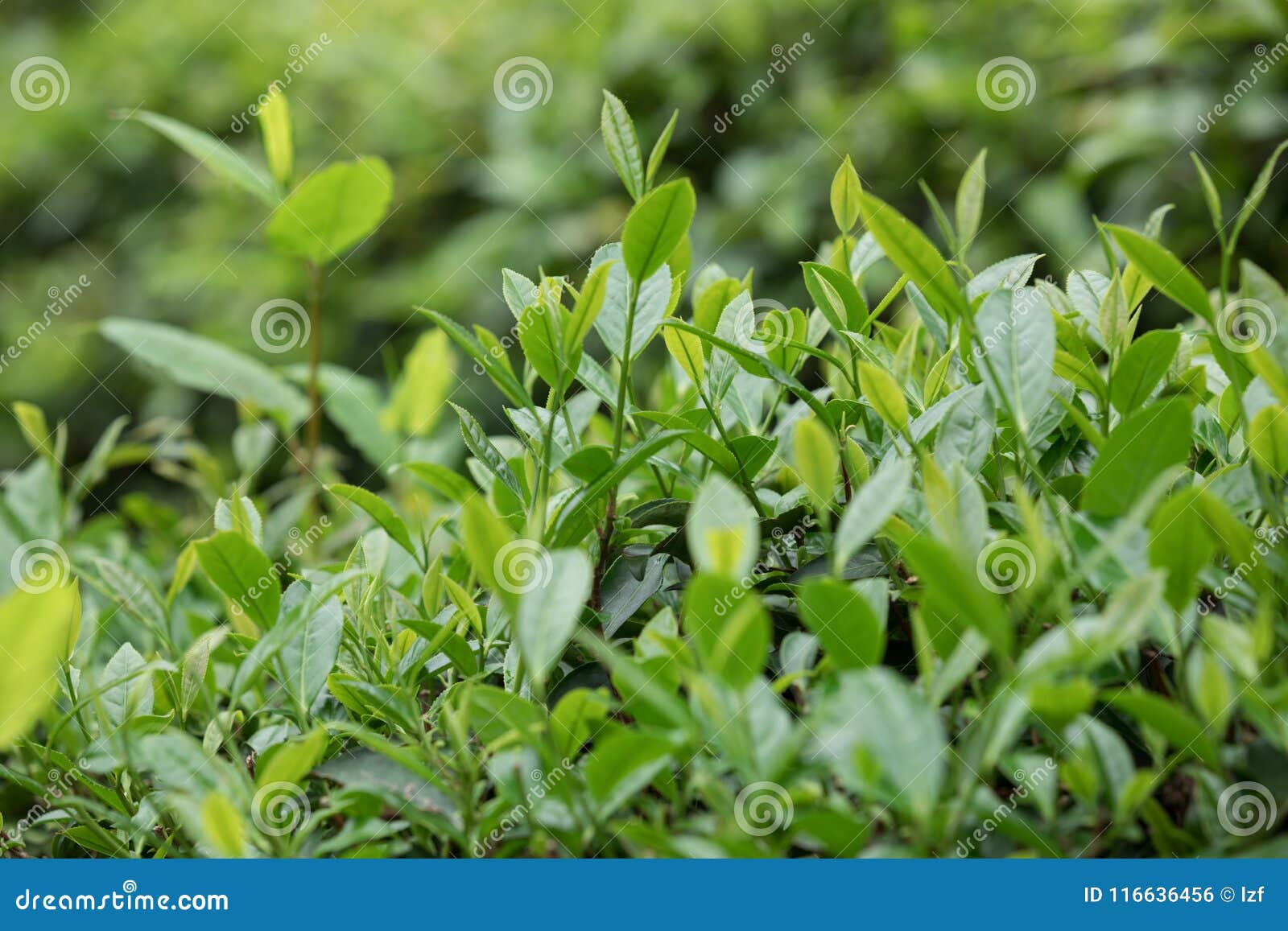 Growing green tea plants stock photo. Image of field - 116636456