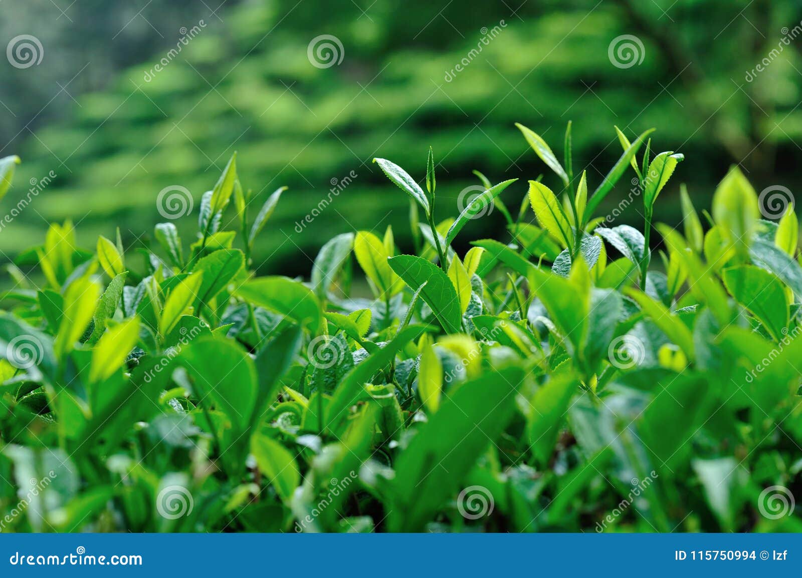 Growing green tea trees stock photo. Image of beautiful - 115750994