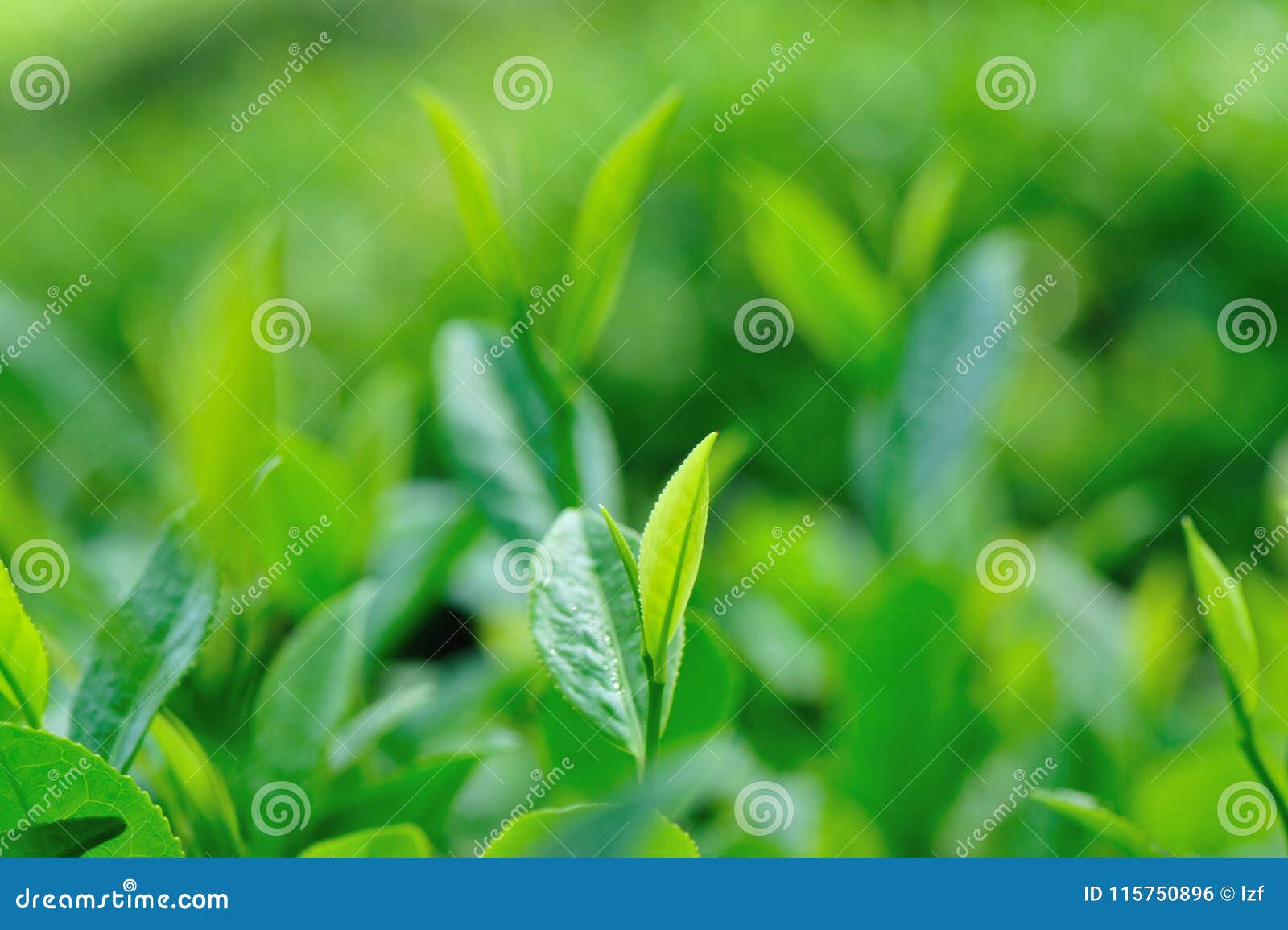 Growing green tea trees stock photo. Image of mountain - 115750896