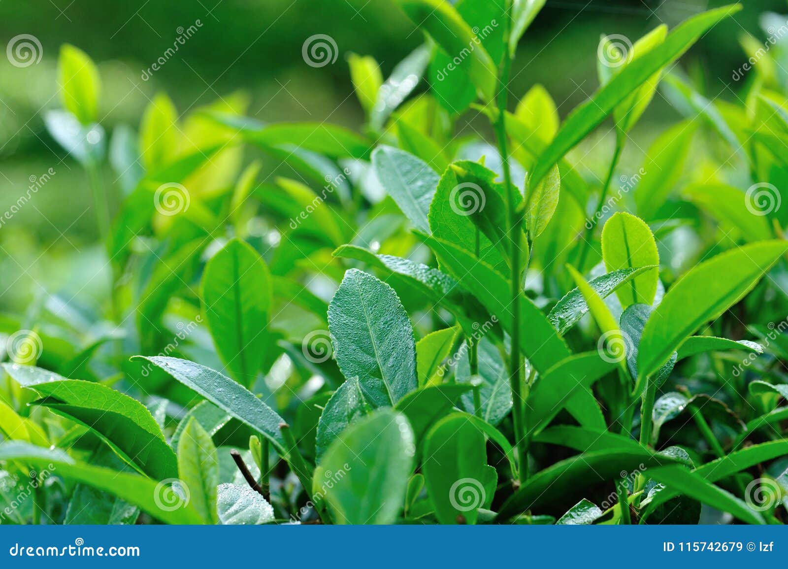 Growing green tea trees stock image. Image of lush, nature - 115742679