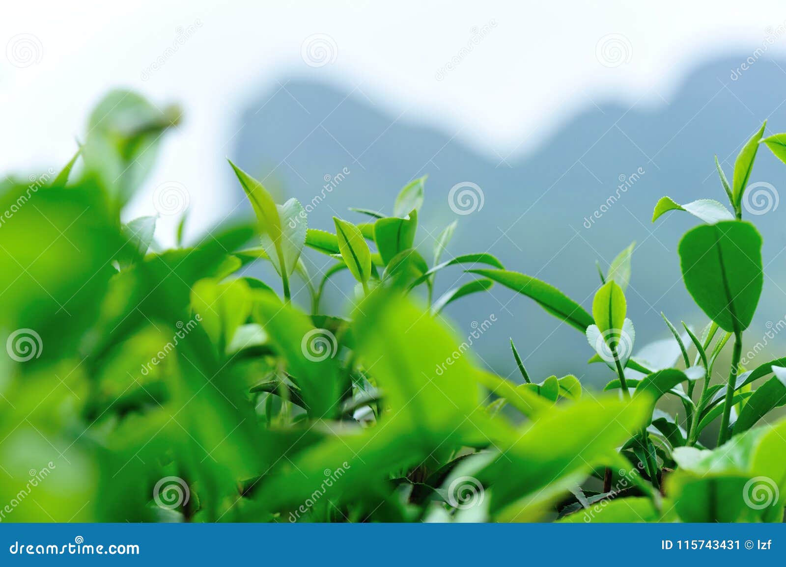 Growing green tea trees stock image. Image of freshness - 115743431