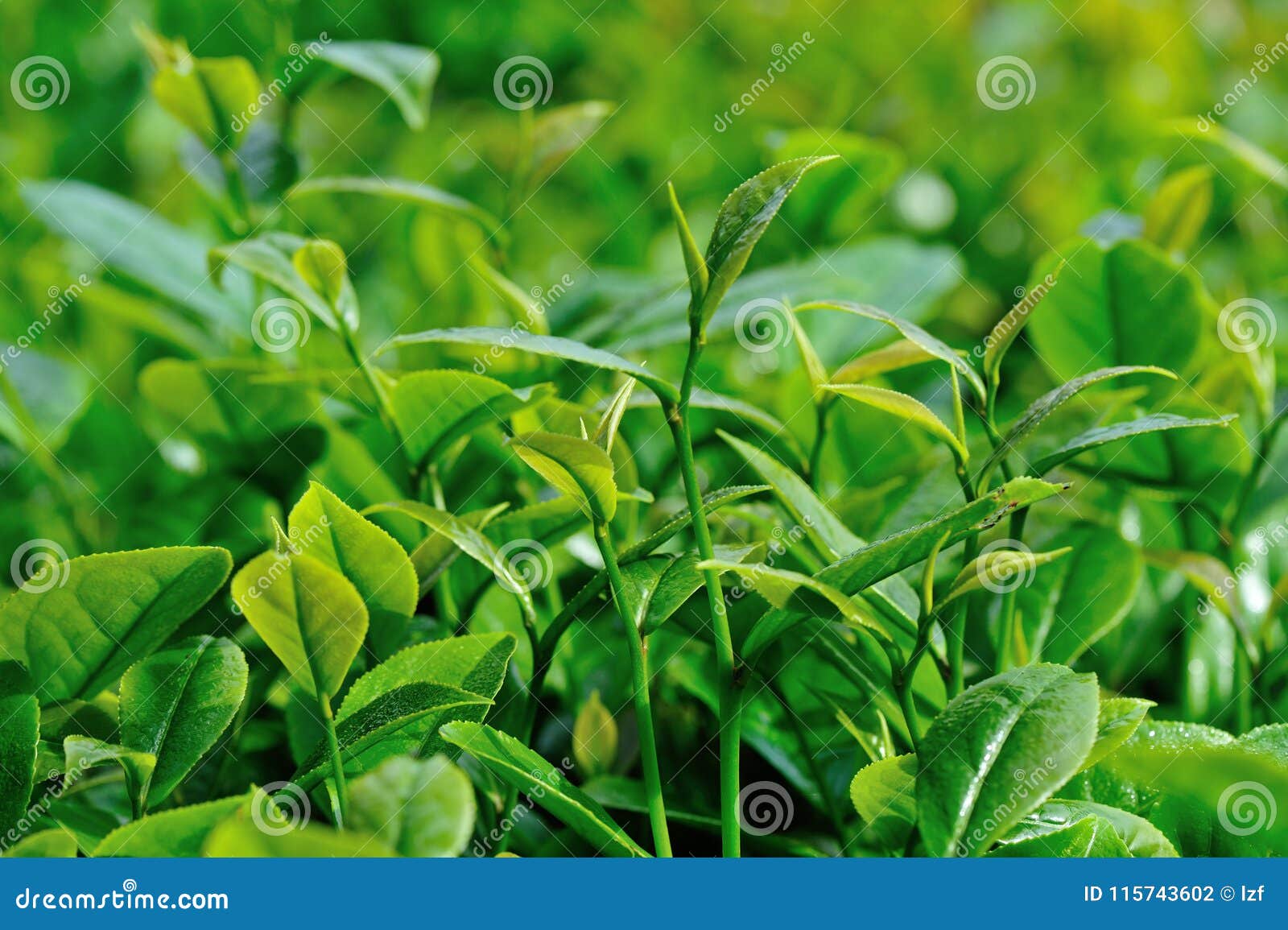 Growing green tea trees stock photo. Image of mountain - 115743602