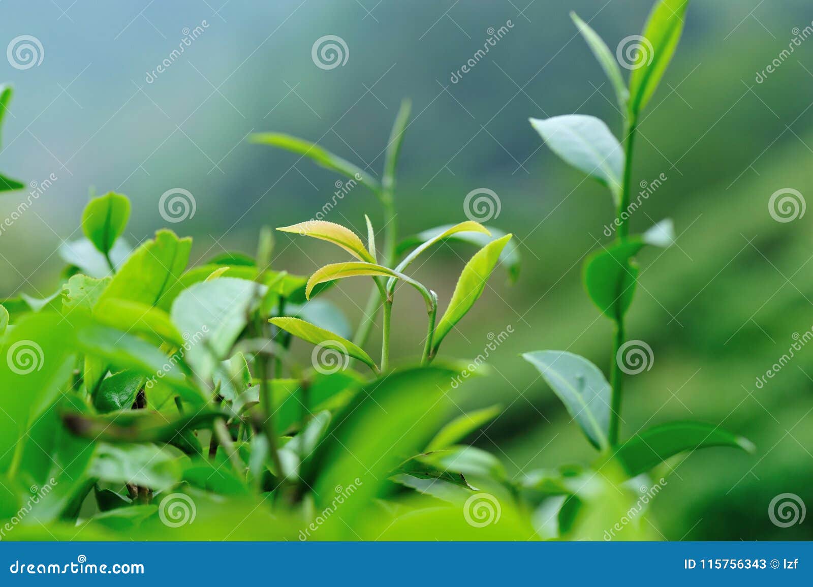 Growing green tea trees stock image. Image of countryside - 115756343