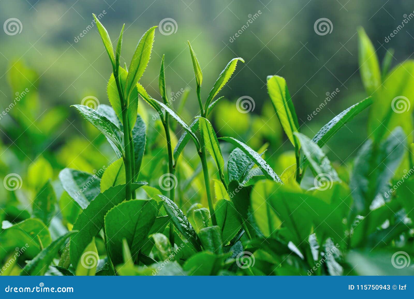 Growing green tea trees stock image. Image of agricultural - 115750943