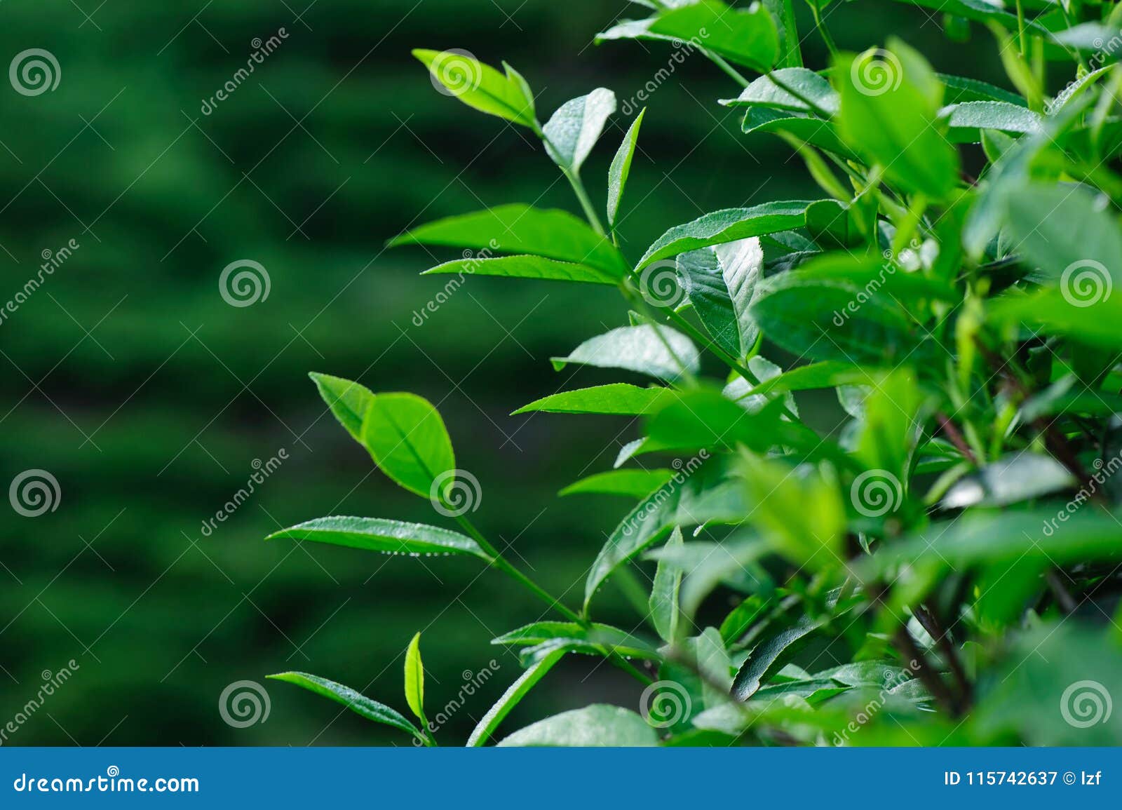 Growing green tea trees stock image. Image of dewdrop - 115742637