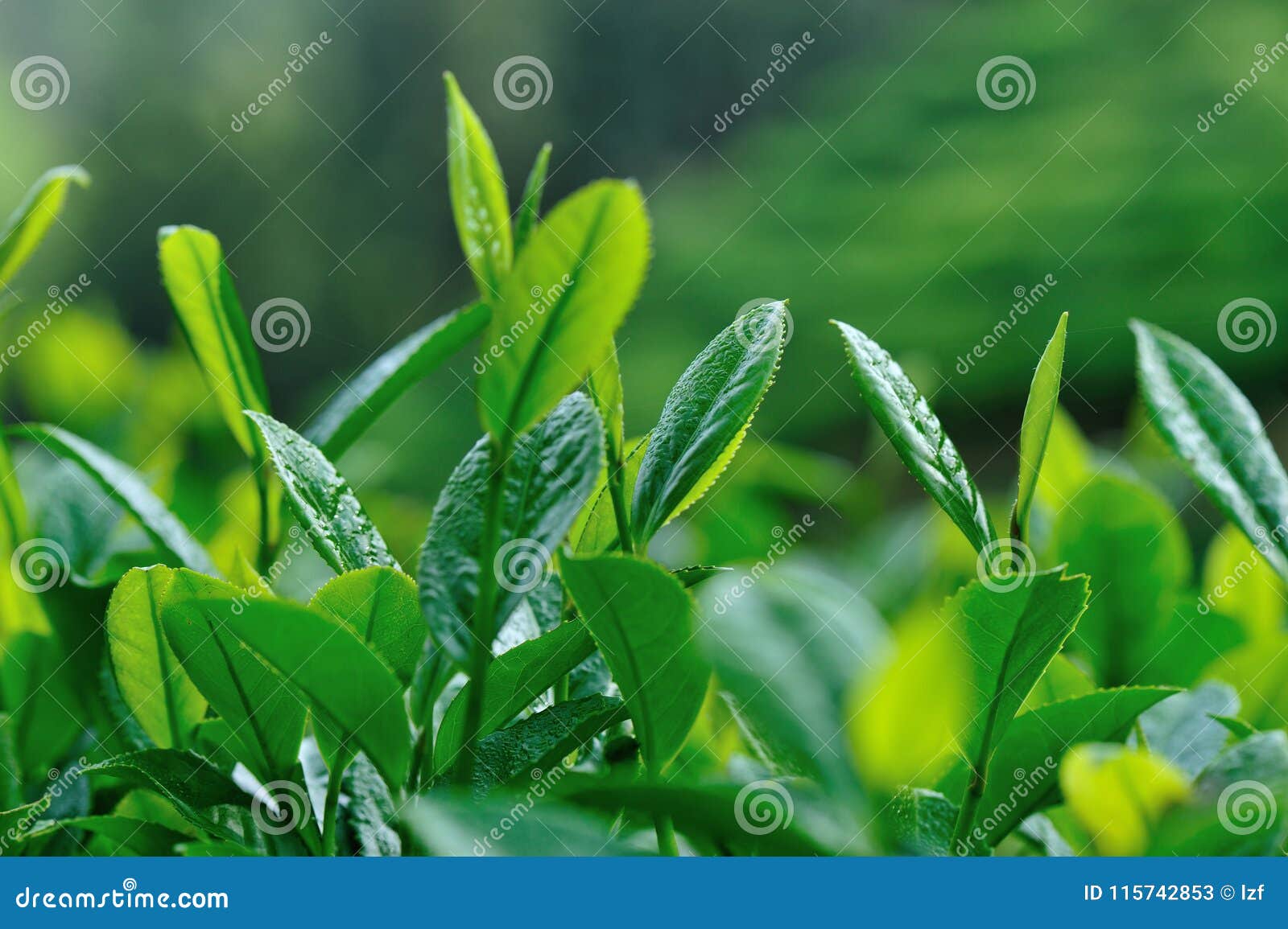 Growing green tea trees stock image. Image of cultivation - 115742853