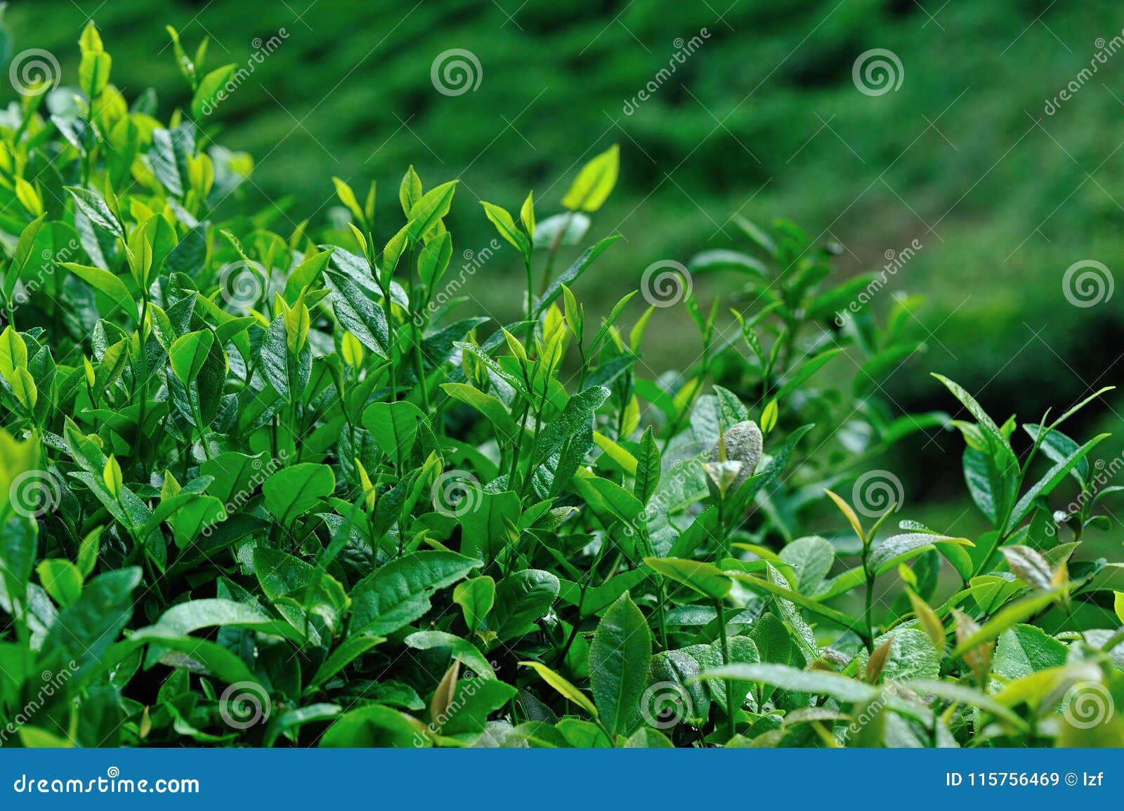 Growing green tea trees stock image. Image of freshness - 115756469