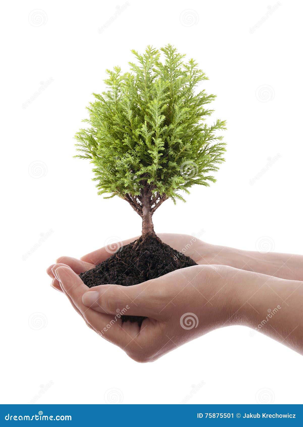 Growing Green Tree in Hands Stock Image - Image of harmony, development ...