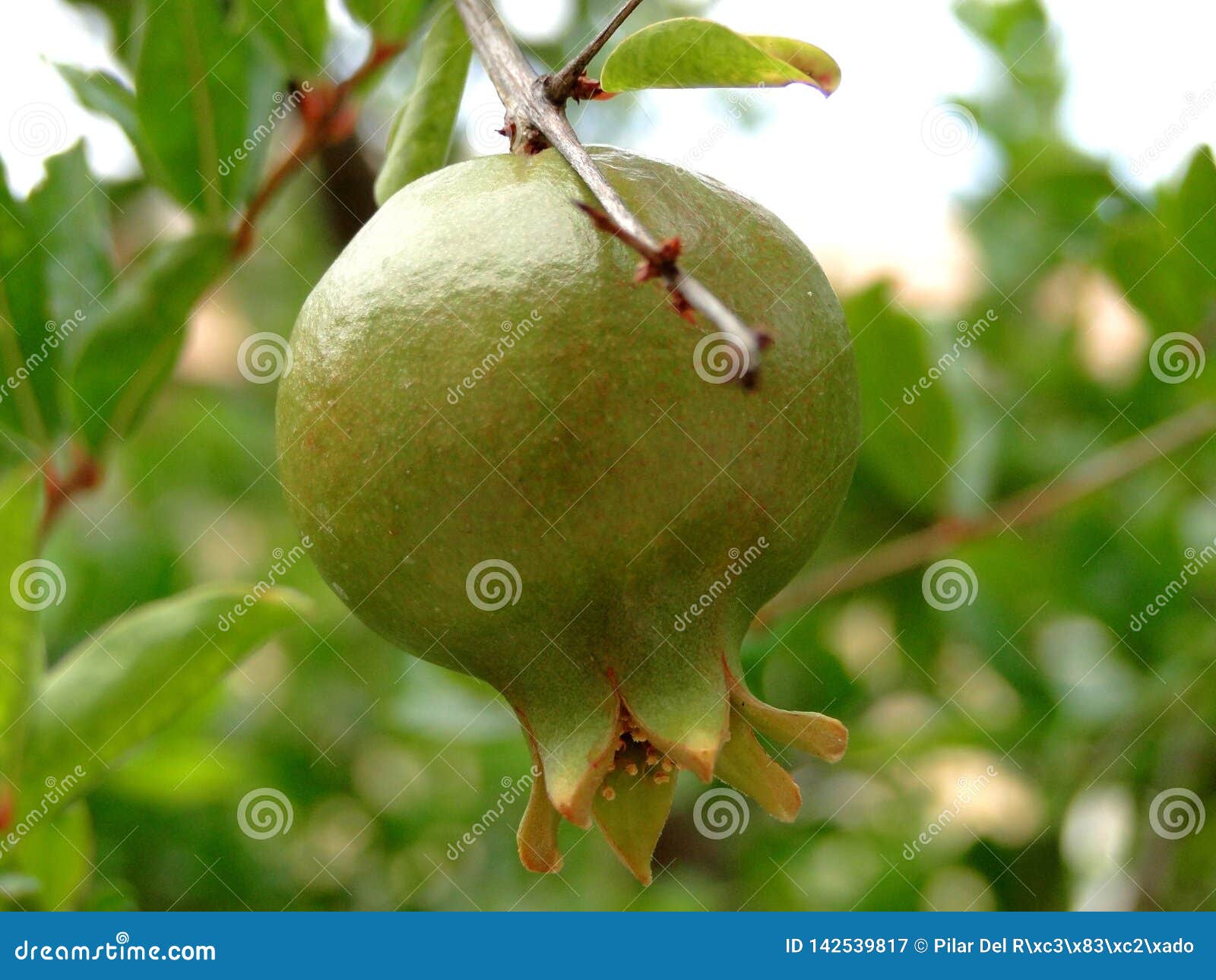 Growing grenade stock image. Image of food, tree, green - 142539817