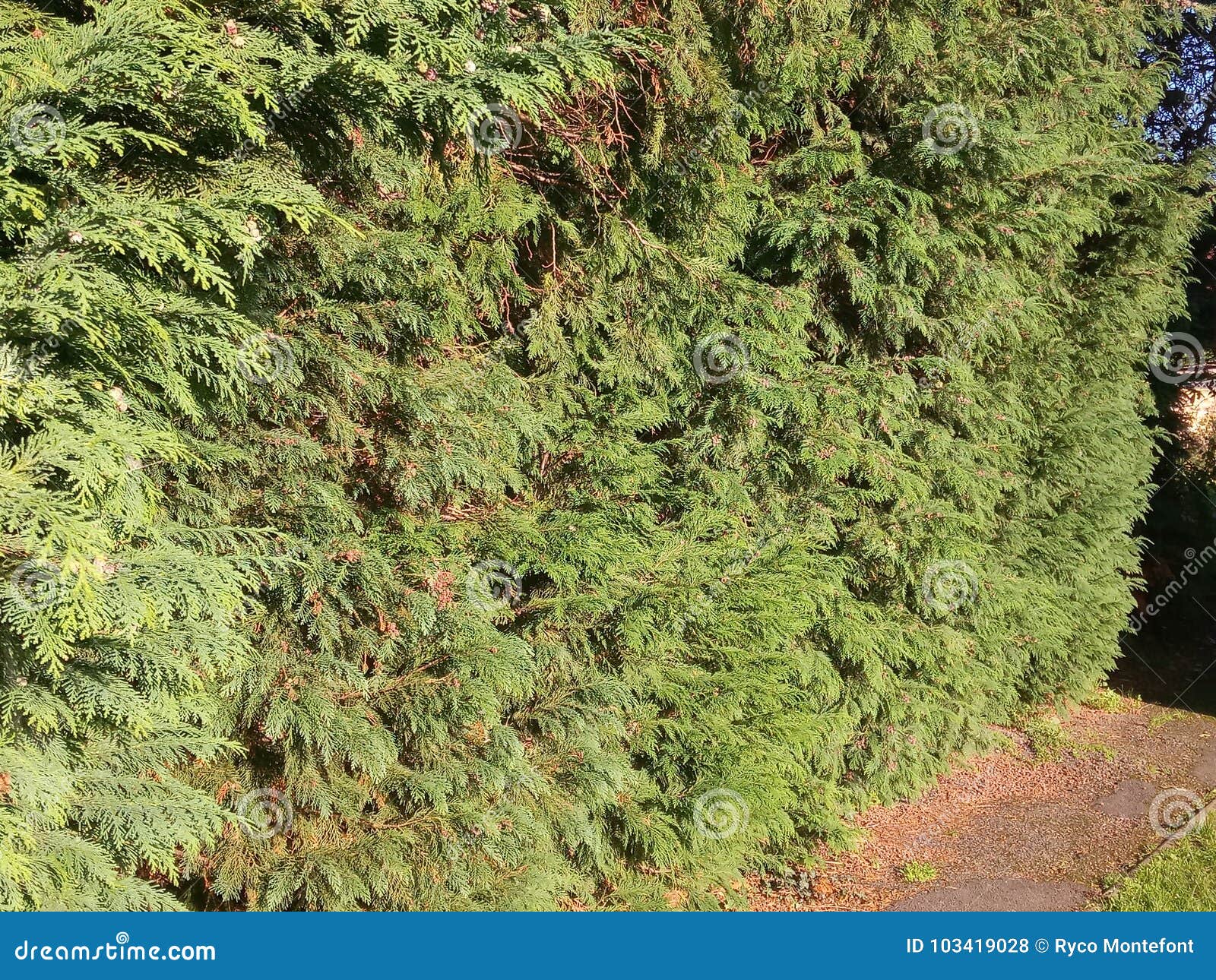 Side Perspective of an Evergreen Bush Stock Photo - Image of growing ...