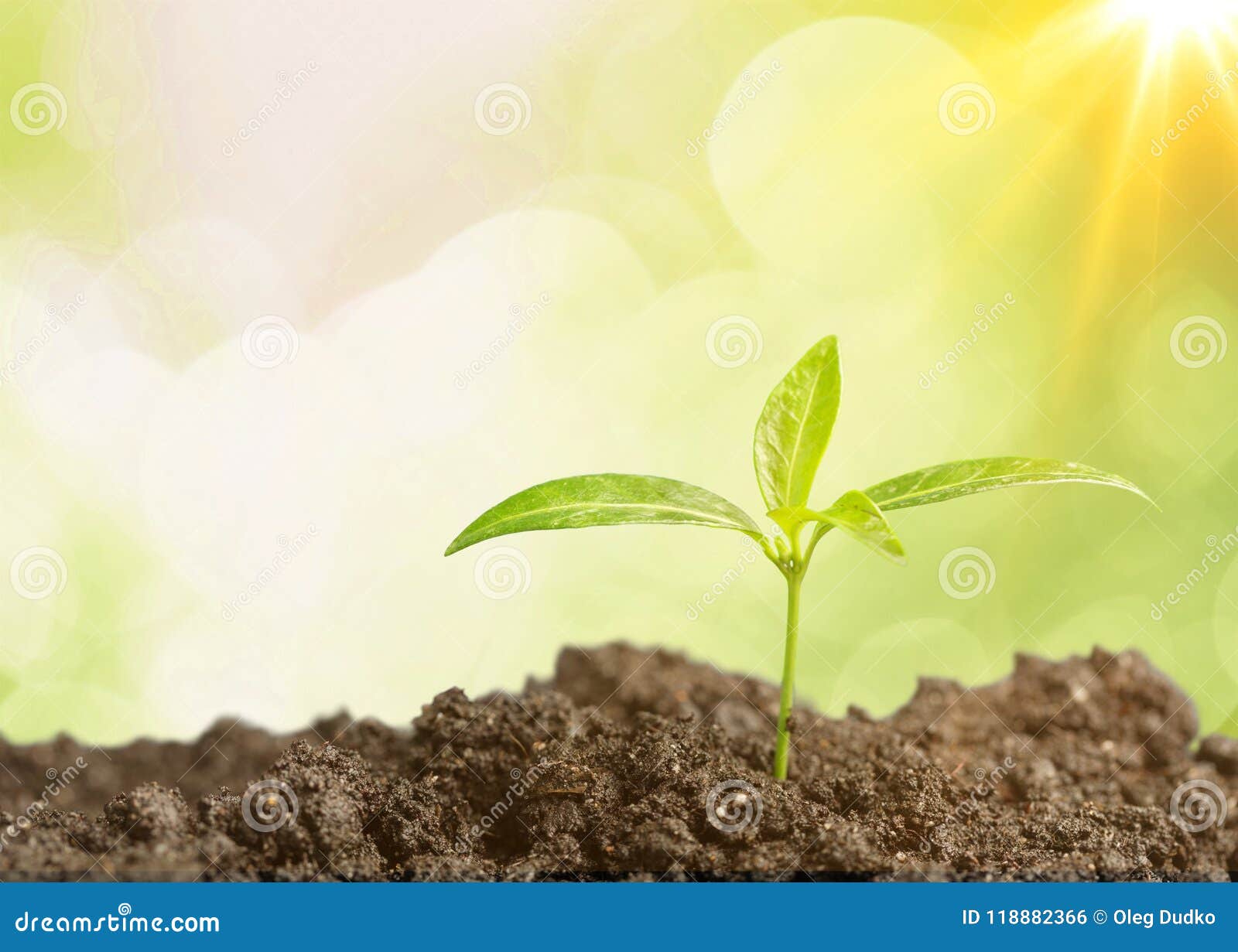 Growing stock photo. Image of foliage, organic, seed - 118882366