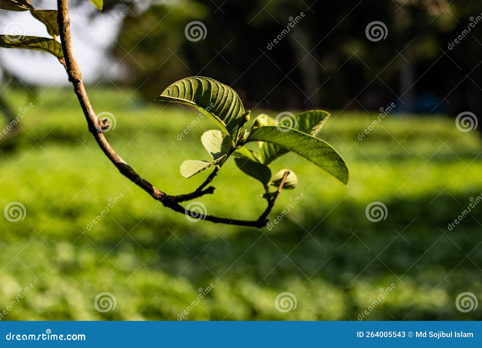 Growing from Guava Flowers and Huge Fields of Jute with Rows of Large ...