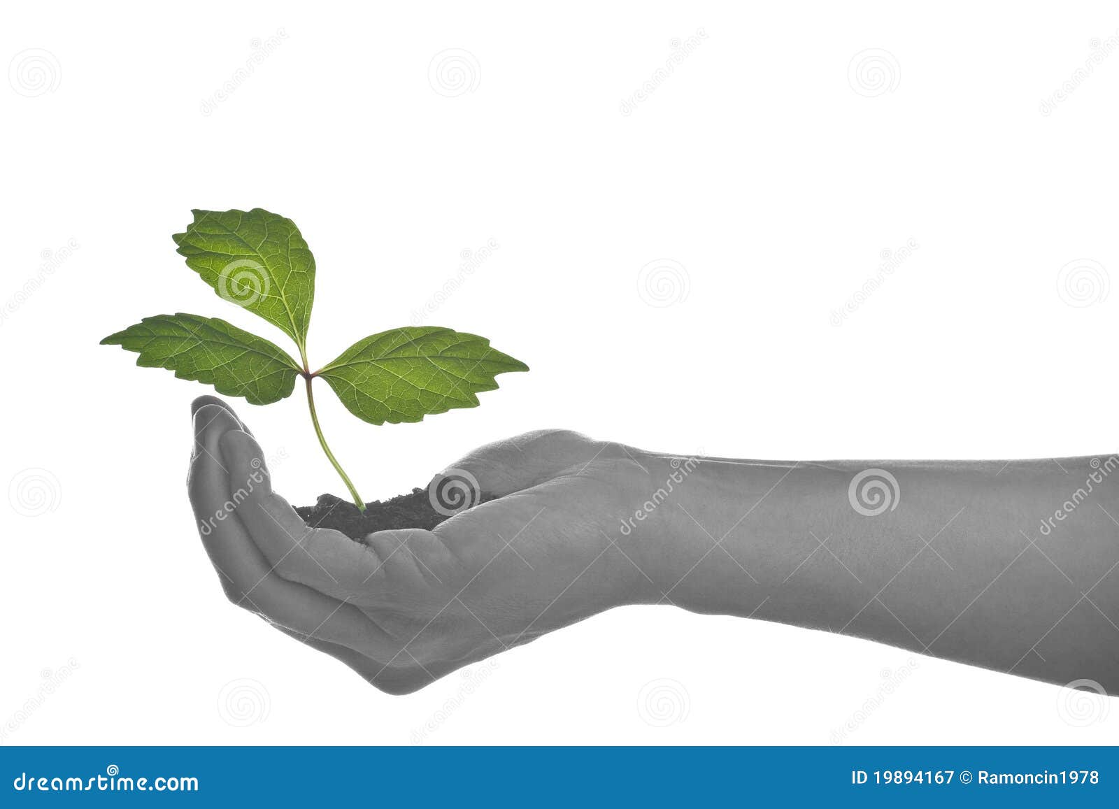 Growing in a hand stock image. Image of business, concept - 19894167