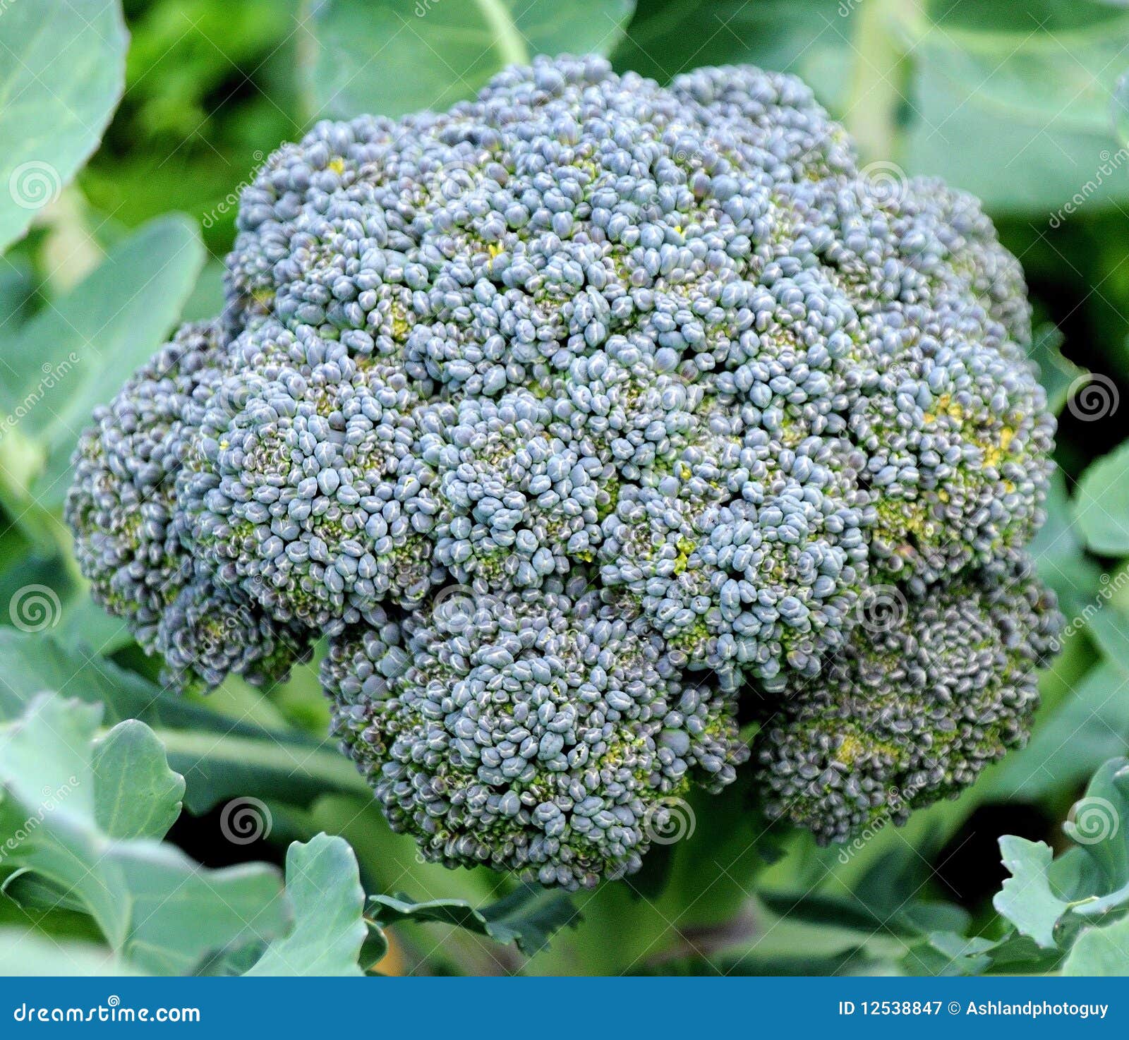 Growing head of broccoli stock image. Image of cultivar - 12538847