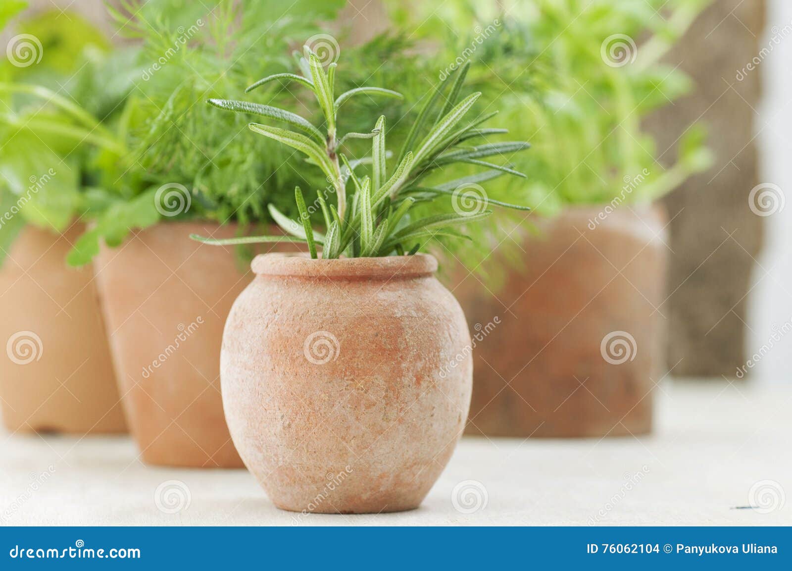 Growing Herb in Small Terracotta Pots Stock Photo - Image of object ...