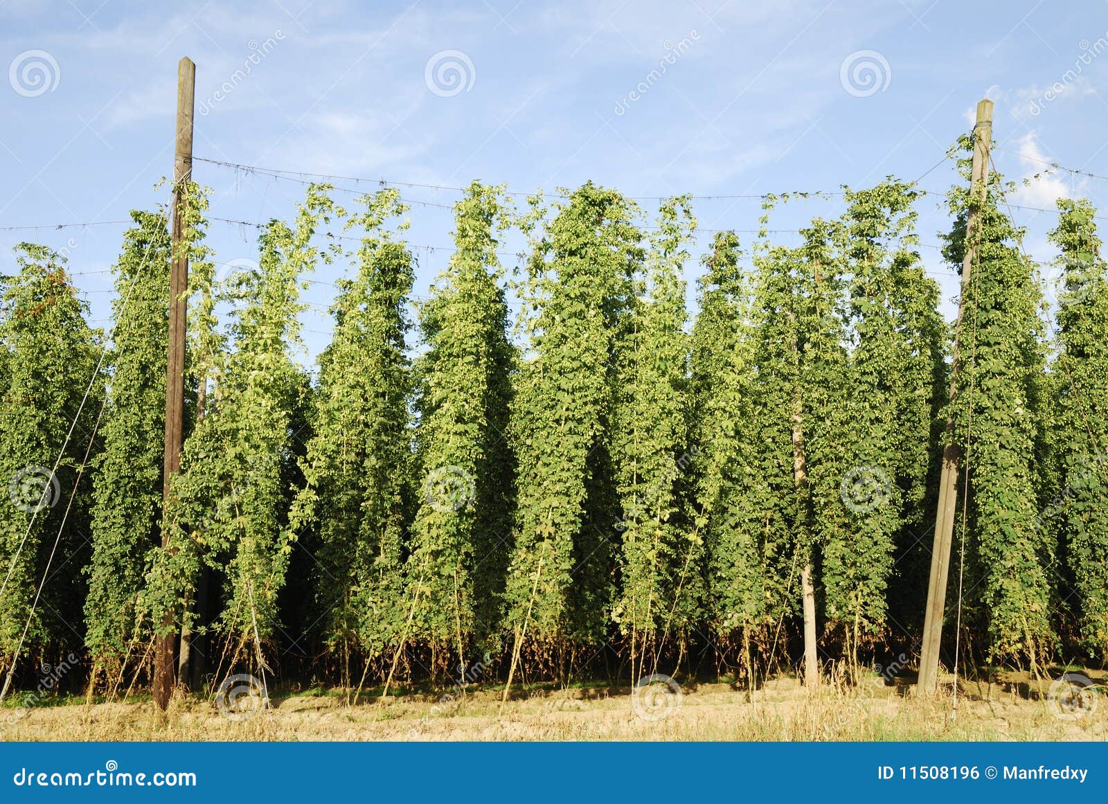 Growing hop stock photo. Image of outdoor, bavaria, herb - 11508196