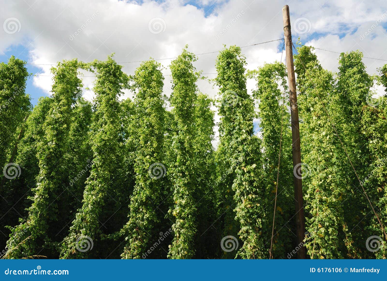 Growing hop stock photo. Image of high, harvest, growth - 6176106