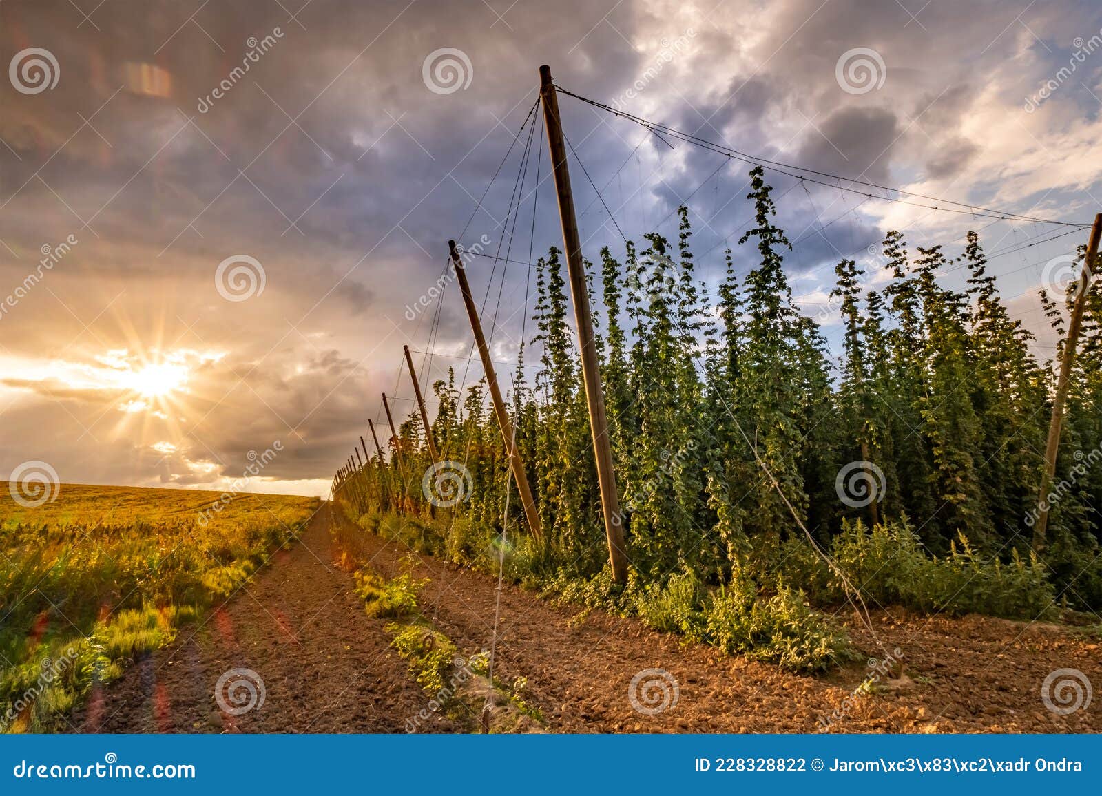 Growing Hop in a Hop Yard on the Background of Sunset Sky Stock Photo ...