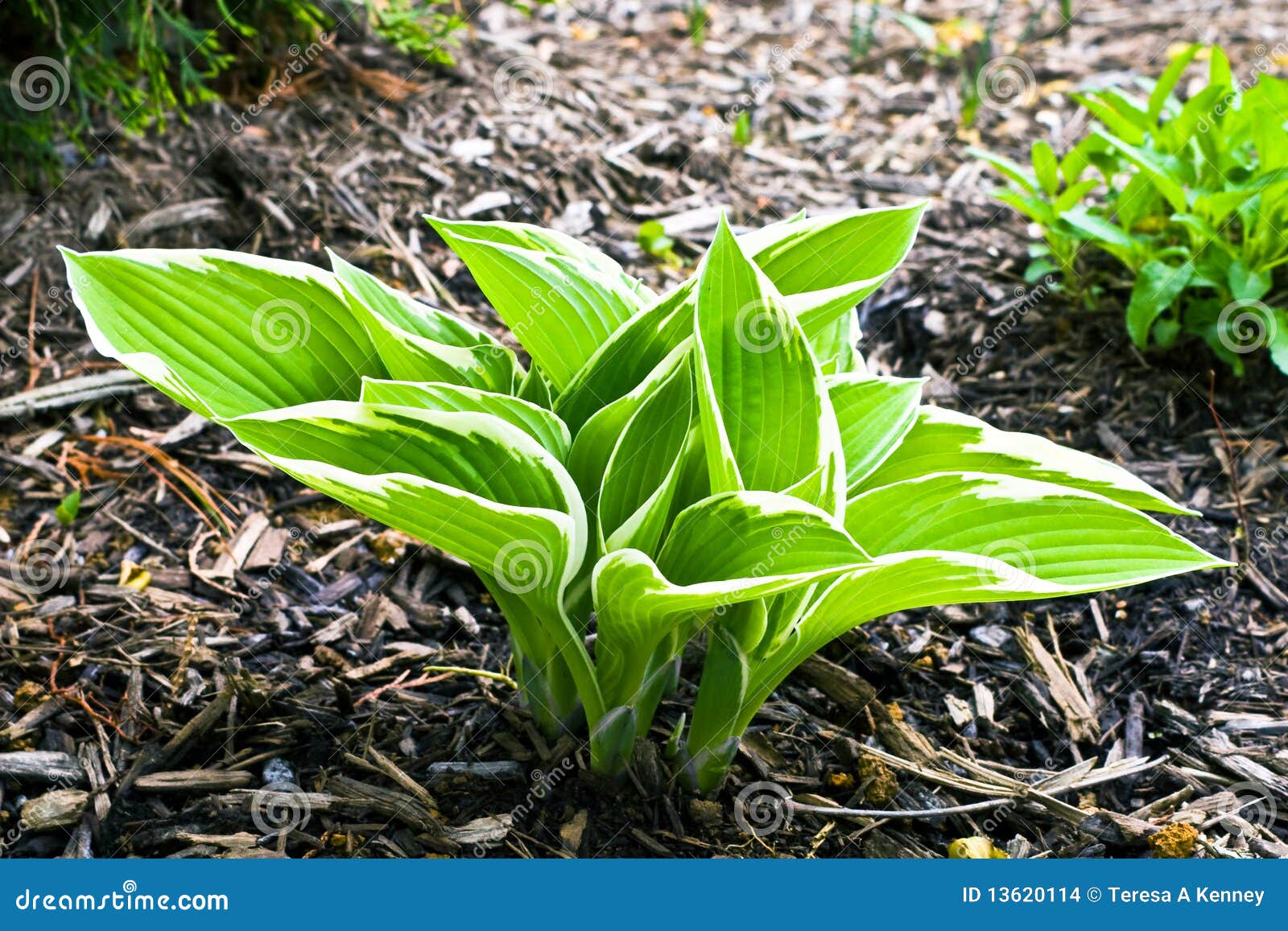 Growing Hosta stock photo. Image of growing, outdoor - 13620114