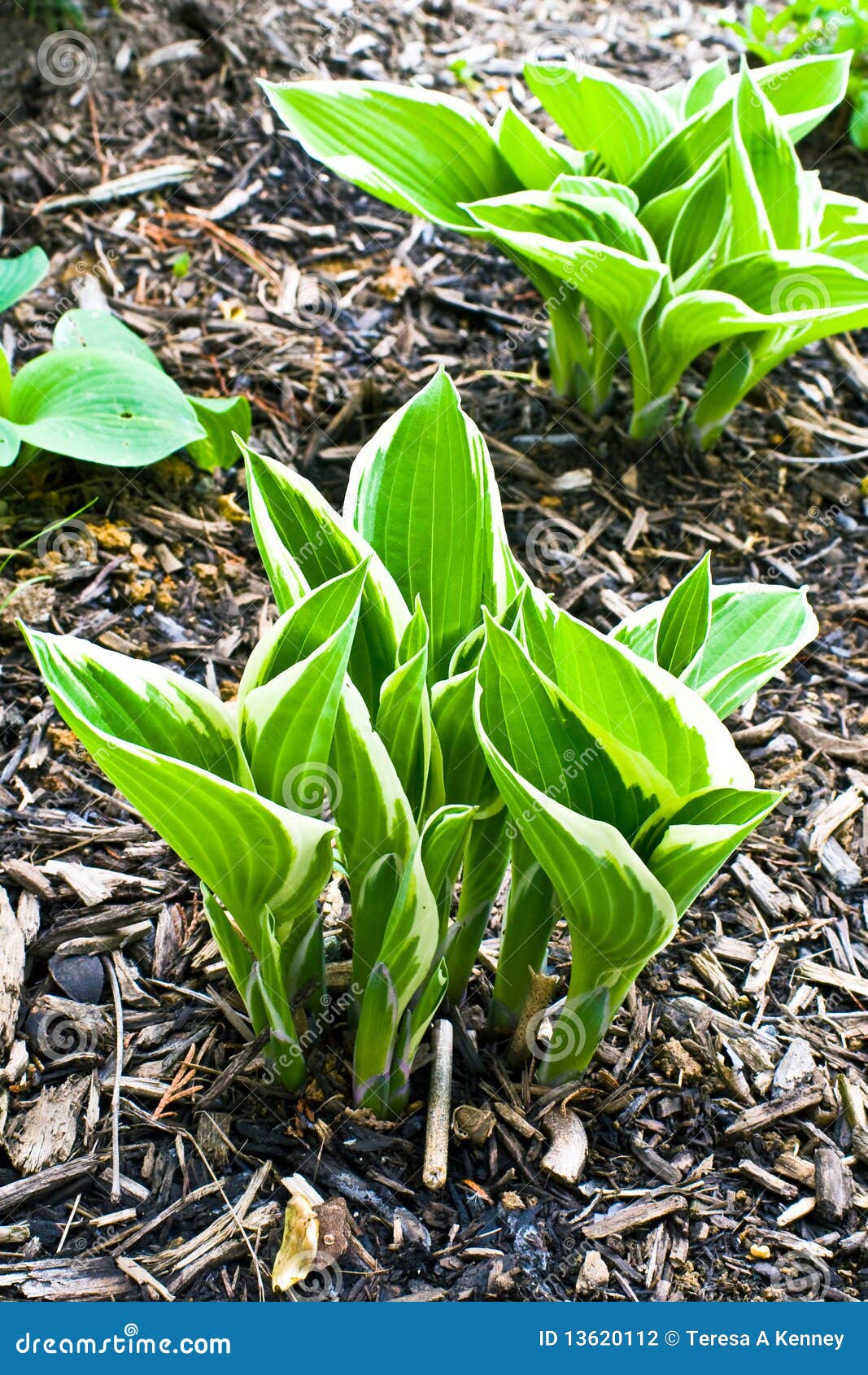 Growing Hostas stock photo. Image of cluster, outline - 13620112