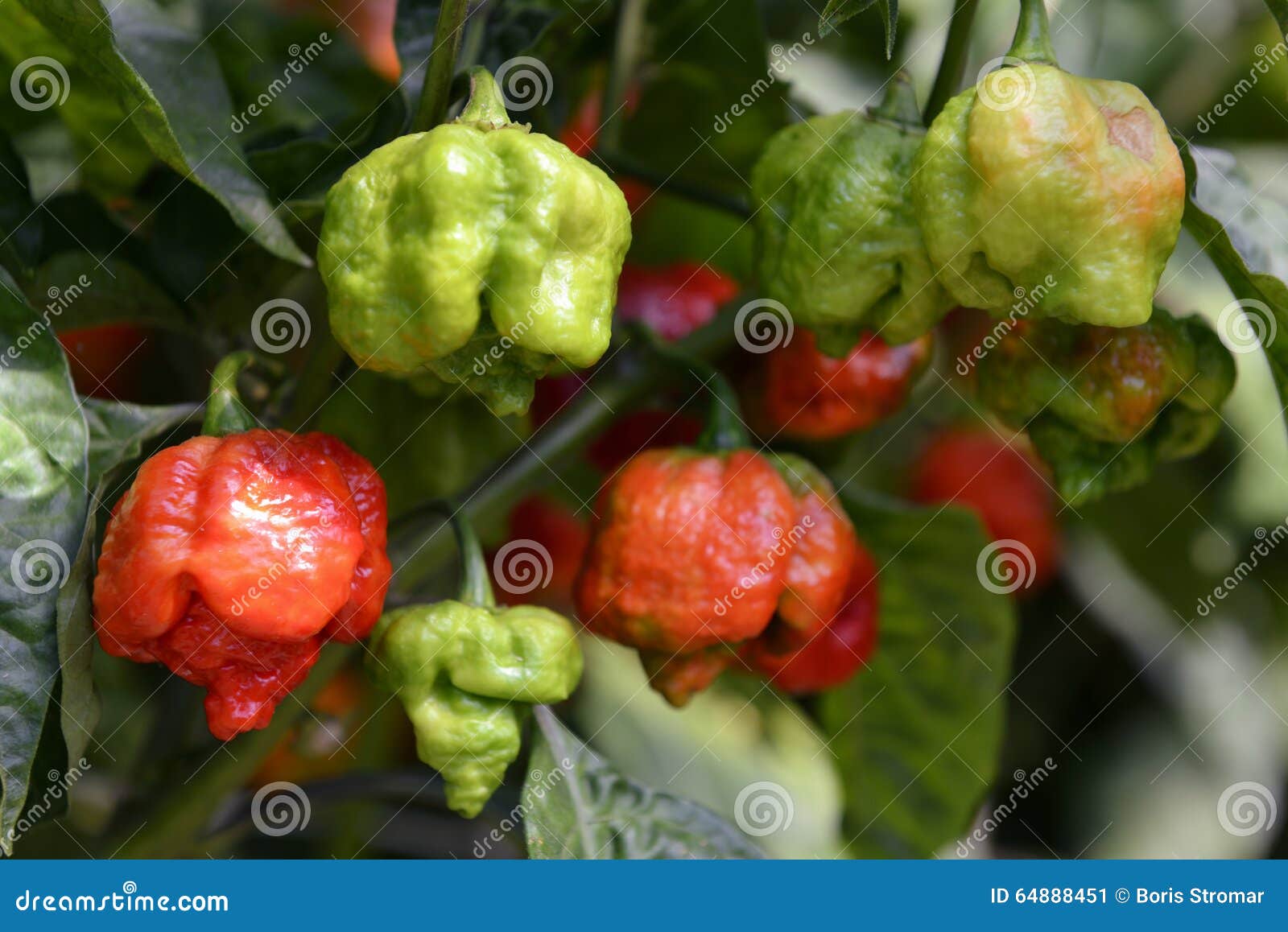 Trinidad Scorpion Moruga Peppers Stock Image - Image of green ...