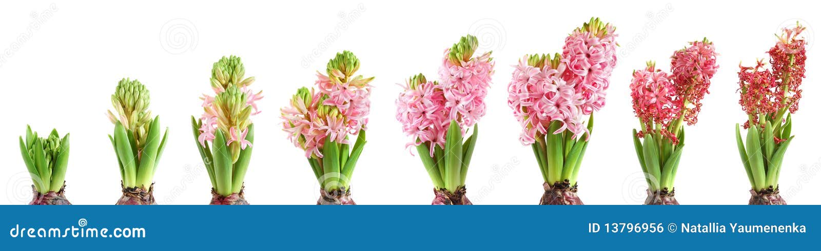 Growing hyacinth stock photo. Image of blooming, cycle - 13796956