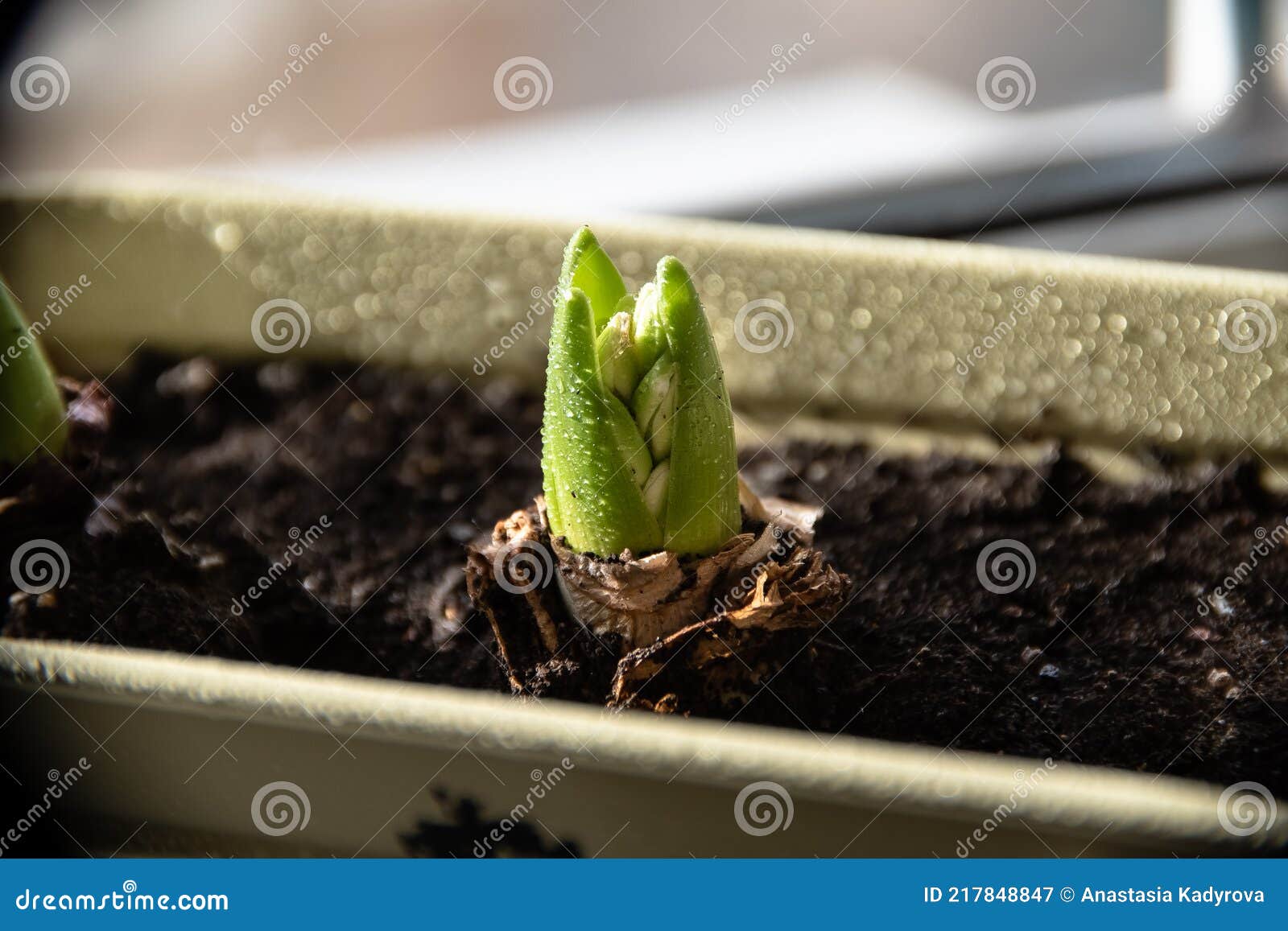 Growing Hyacinth Flower Bulb in Pot Stock Image - Image of garden, bulb ...