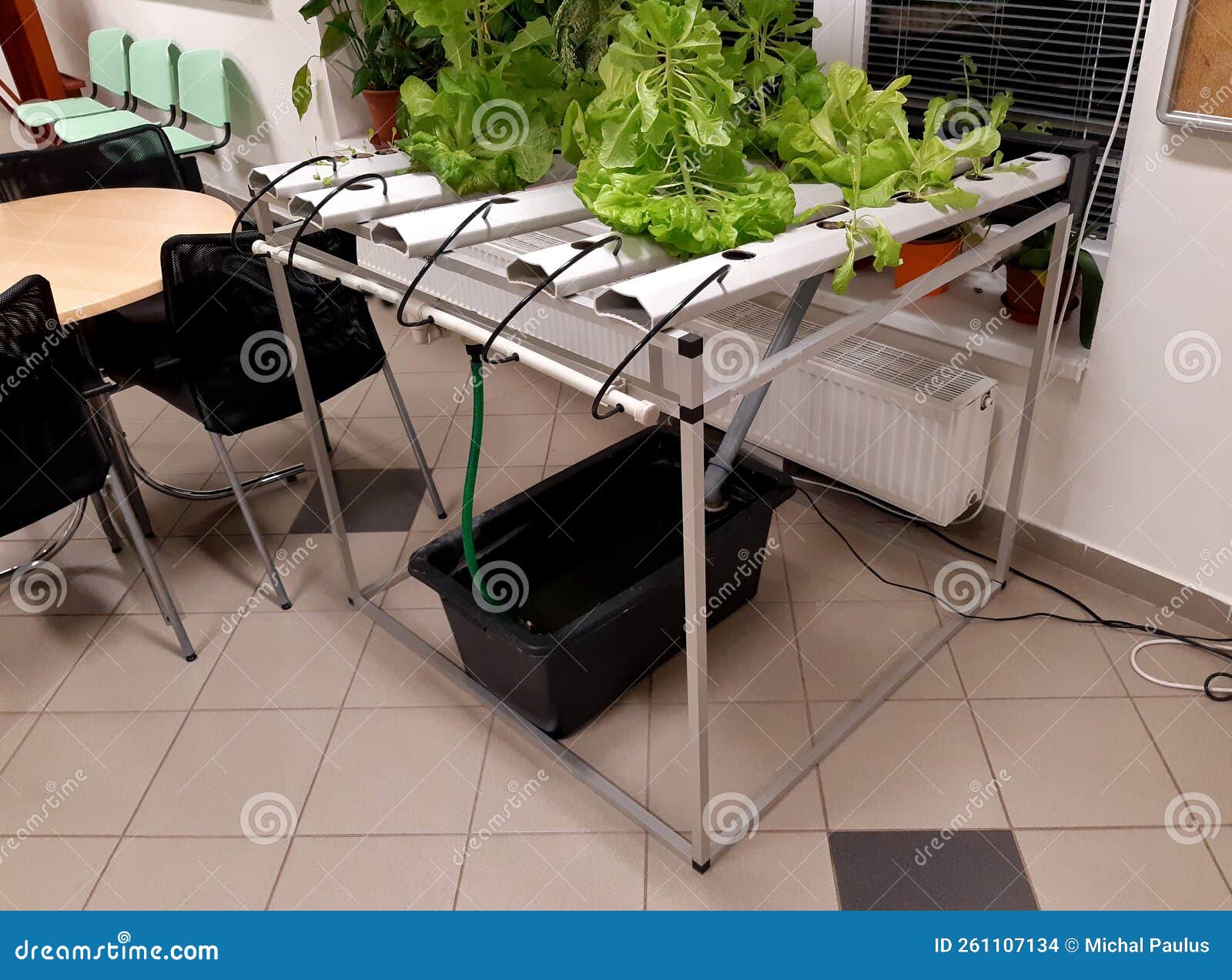 Growing Hydroponic Table in the Interior in the Corridor of Stock Photo ...