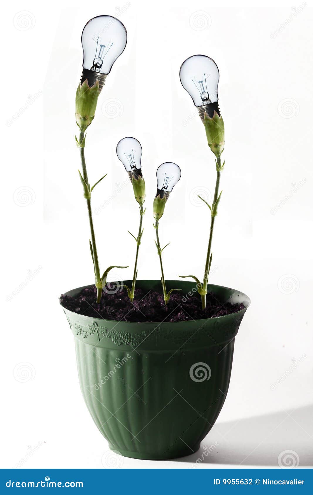 Growing ideas stock photo. Image of isolated, green, anniversary - 9955632