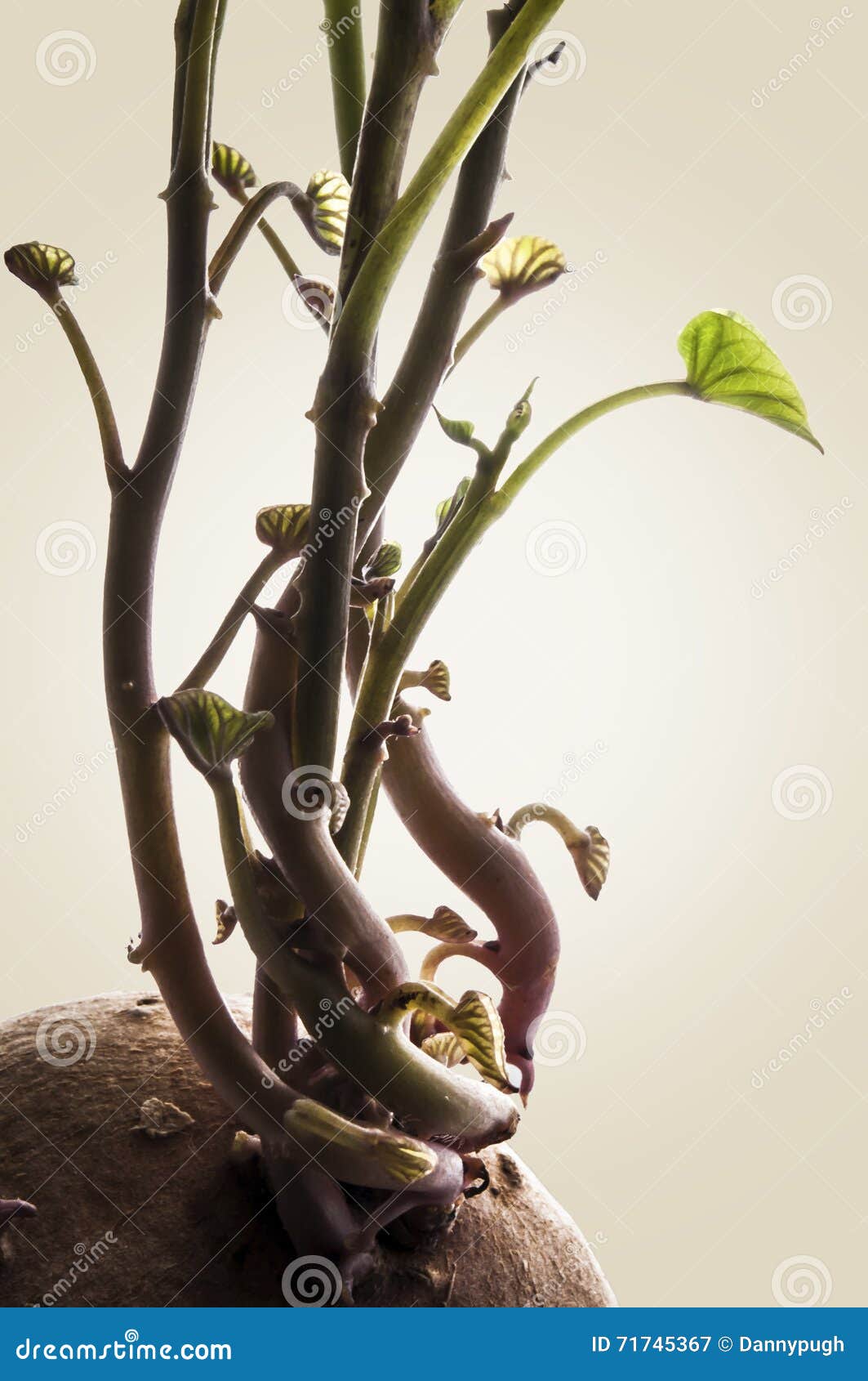 Growing Irish Potato III stock image. Image of potato - 71745367