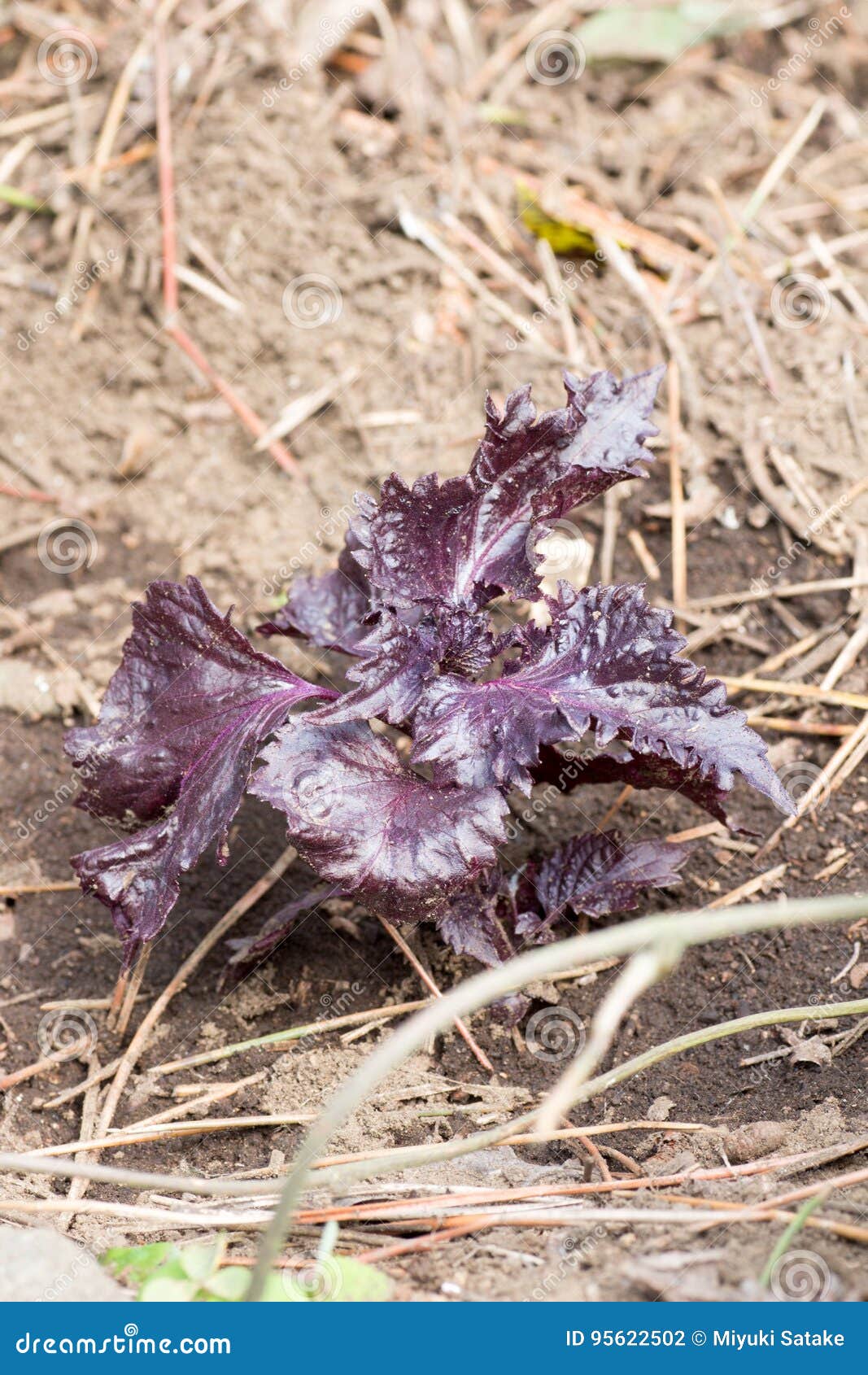 Growing Japanese Red Perilla Also Known As Shiso Stock Photo - Image of ...