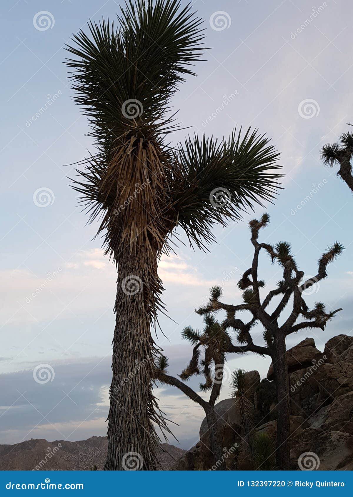Growing joshua stock photo. Image of joshua, palmdale - 132397220