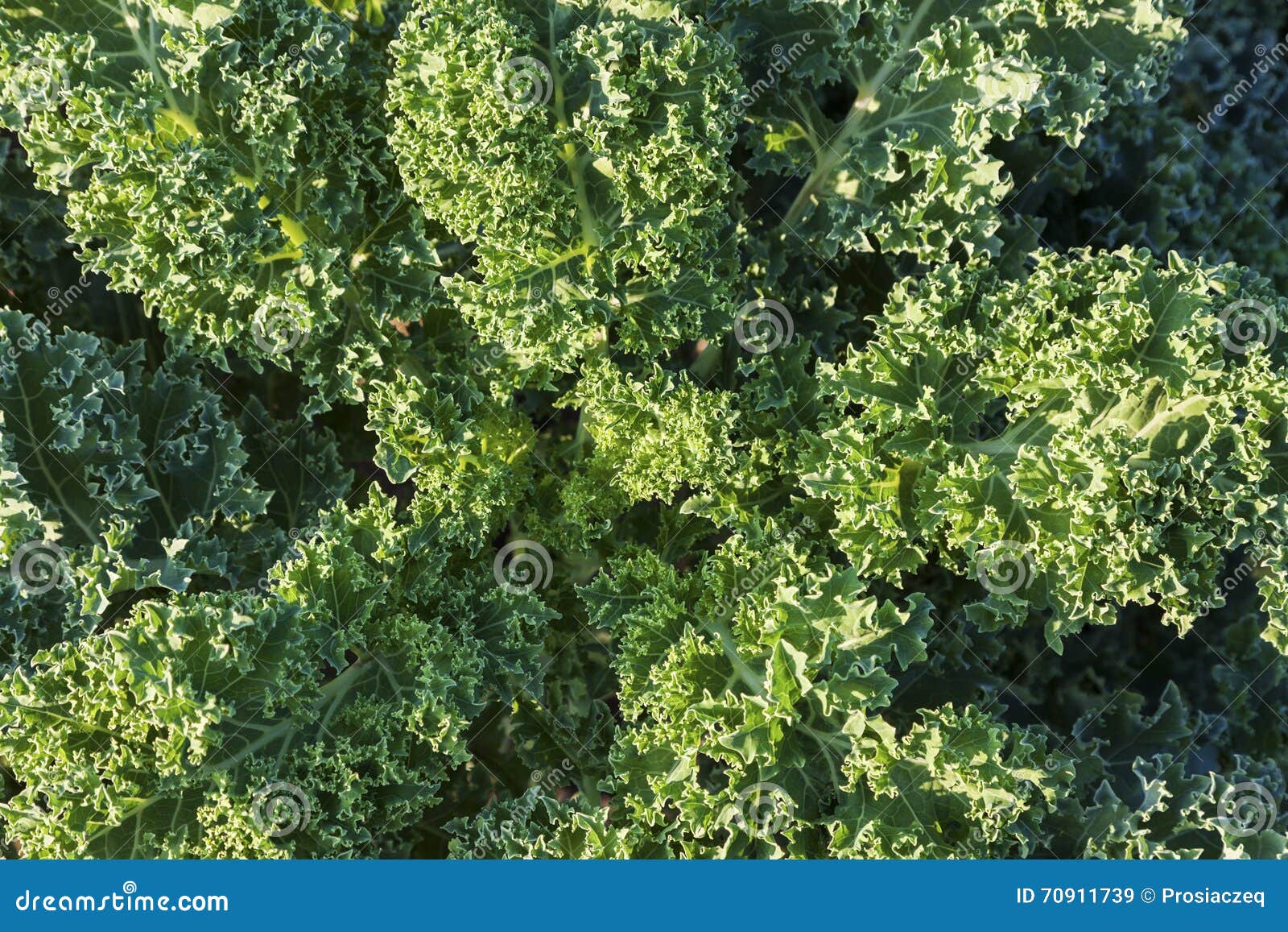 Growing kale stock image. Image of garden, rural, sunny - 70911739