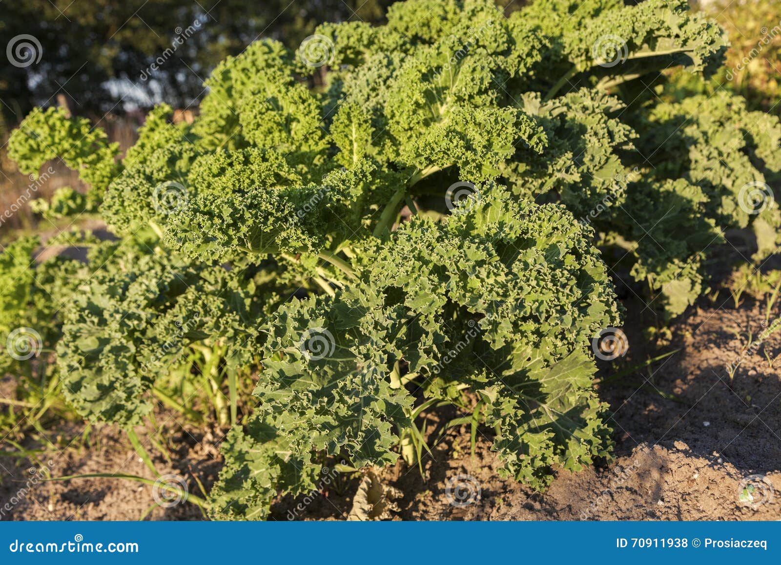 Growing kale stock photo. Image of gardening, nutrition - 70911938